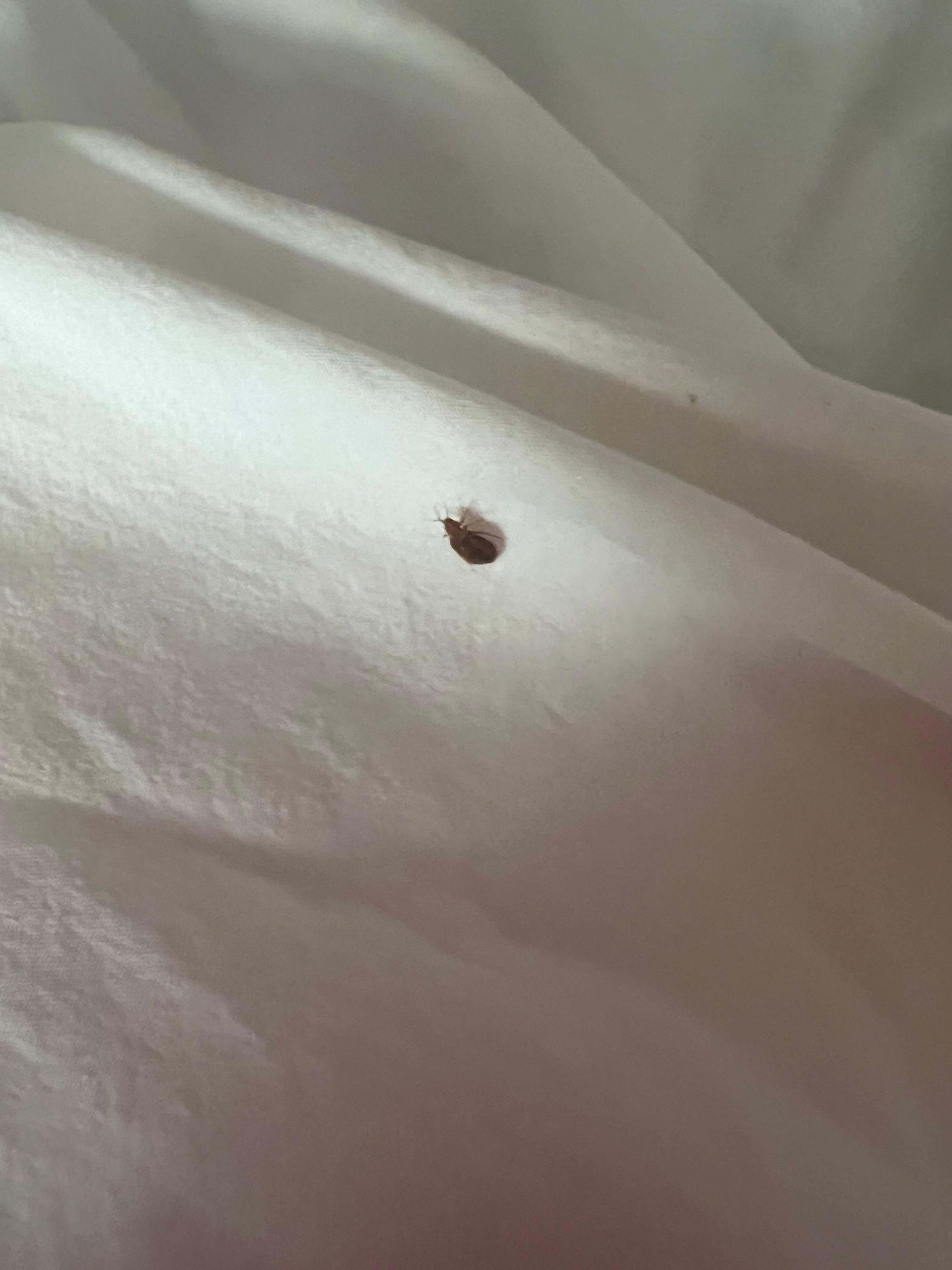 Bed bugs at our beds 