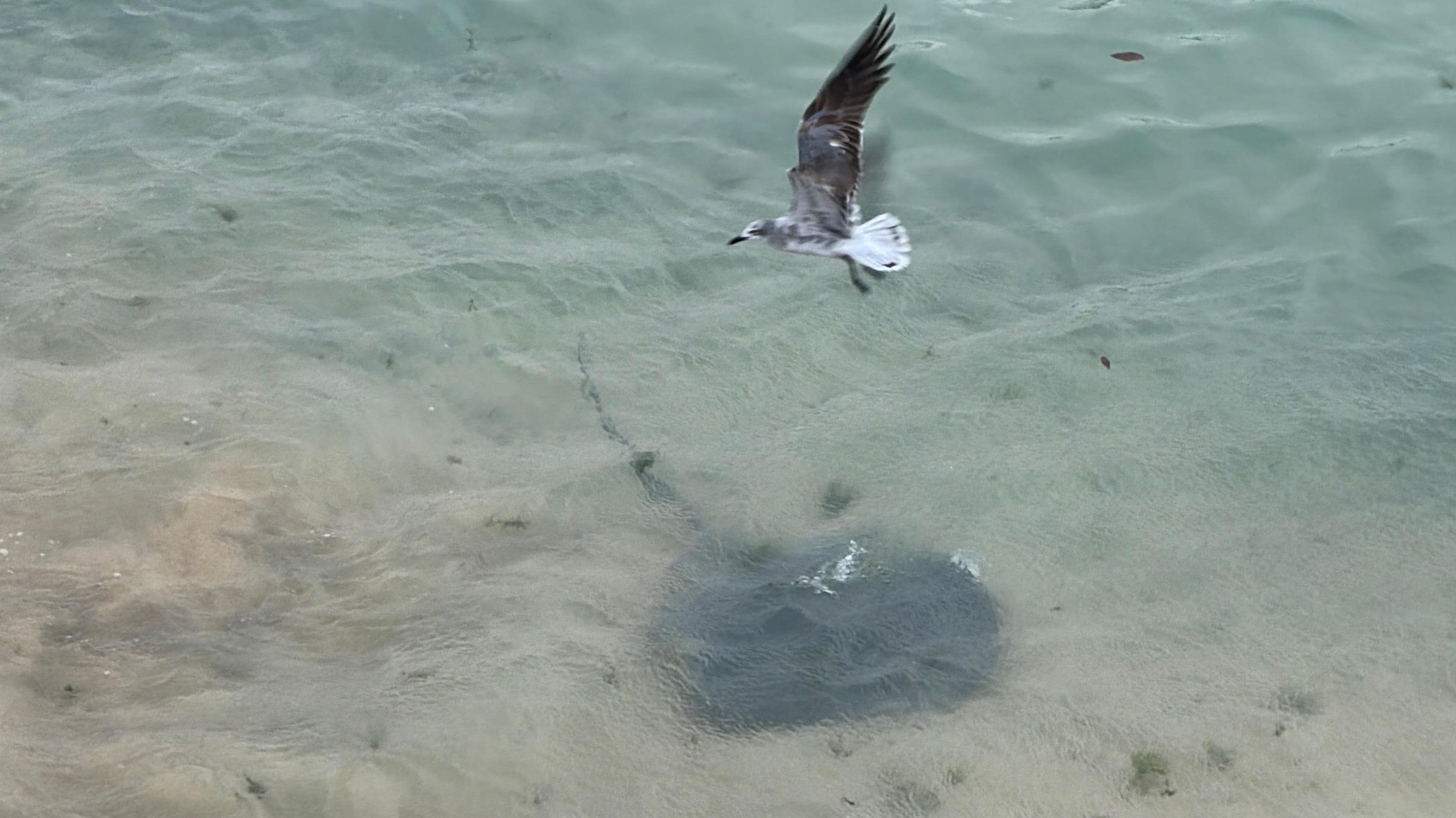 A visitor while sitting in the balcony overlooking the beautiful waters from my room…