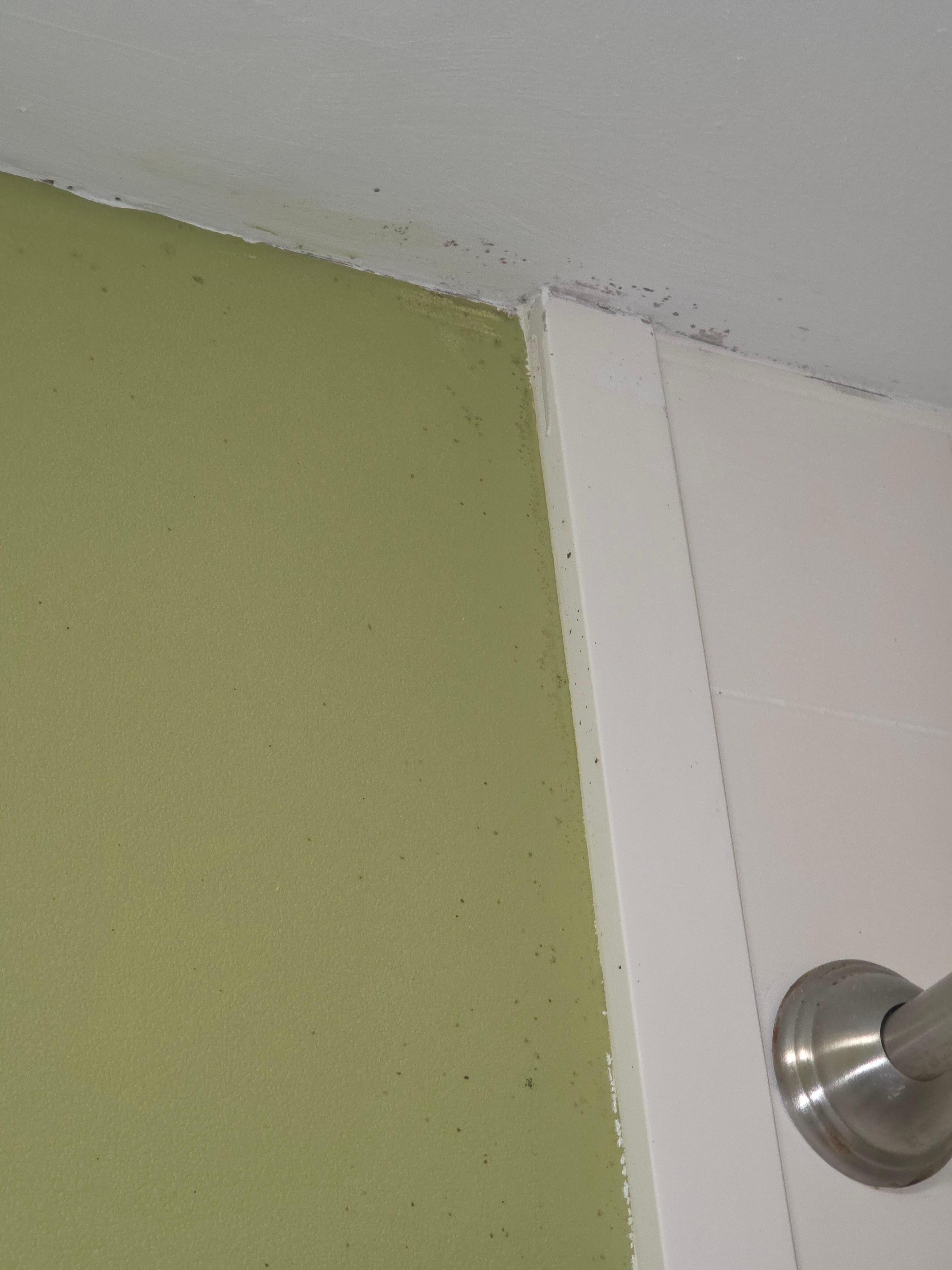 Black mold