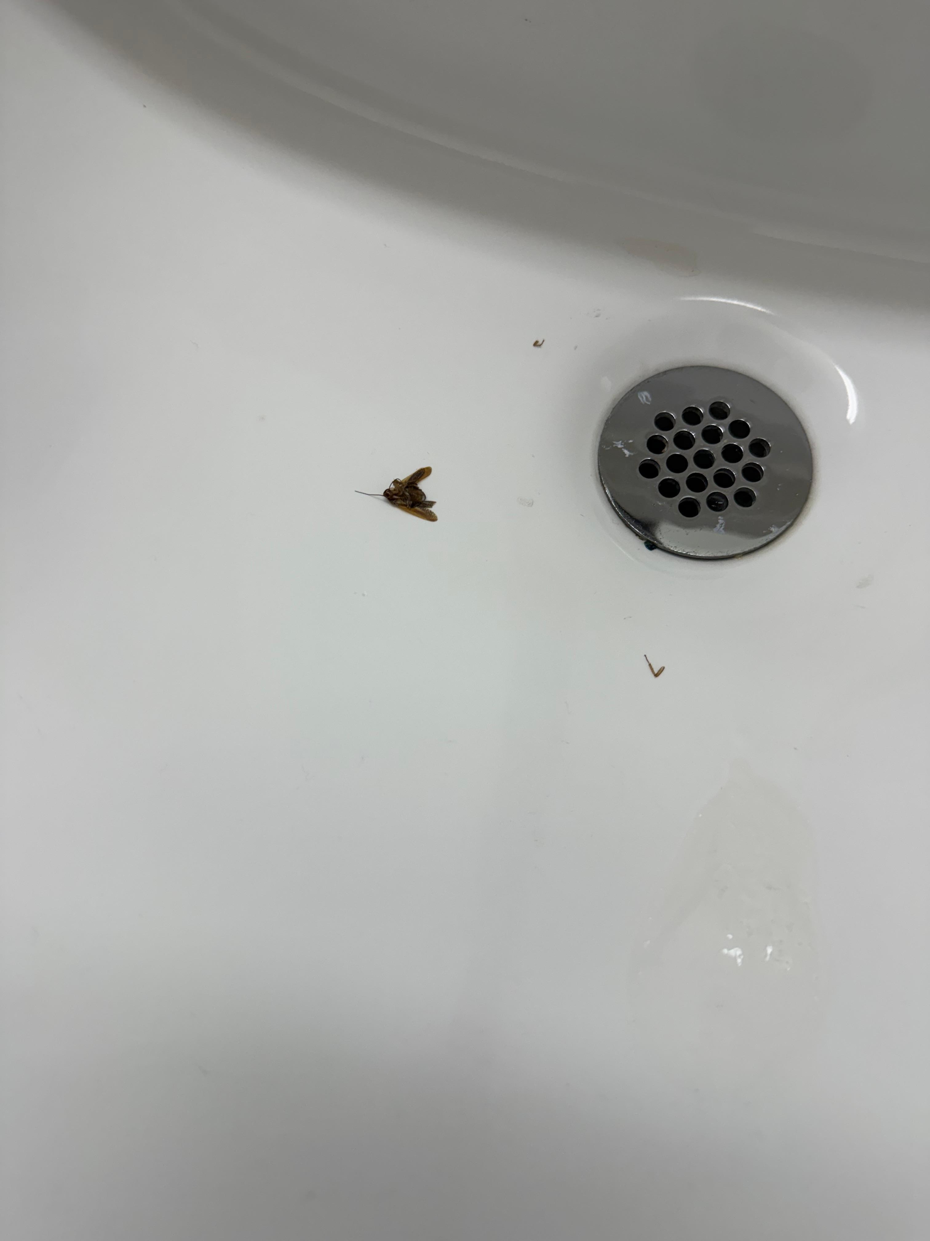 Roaches