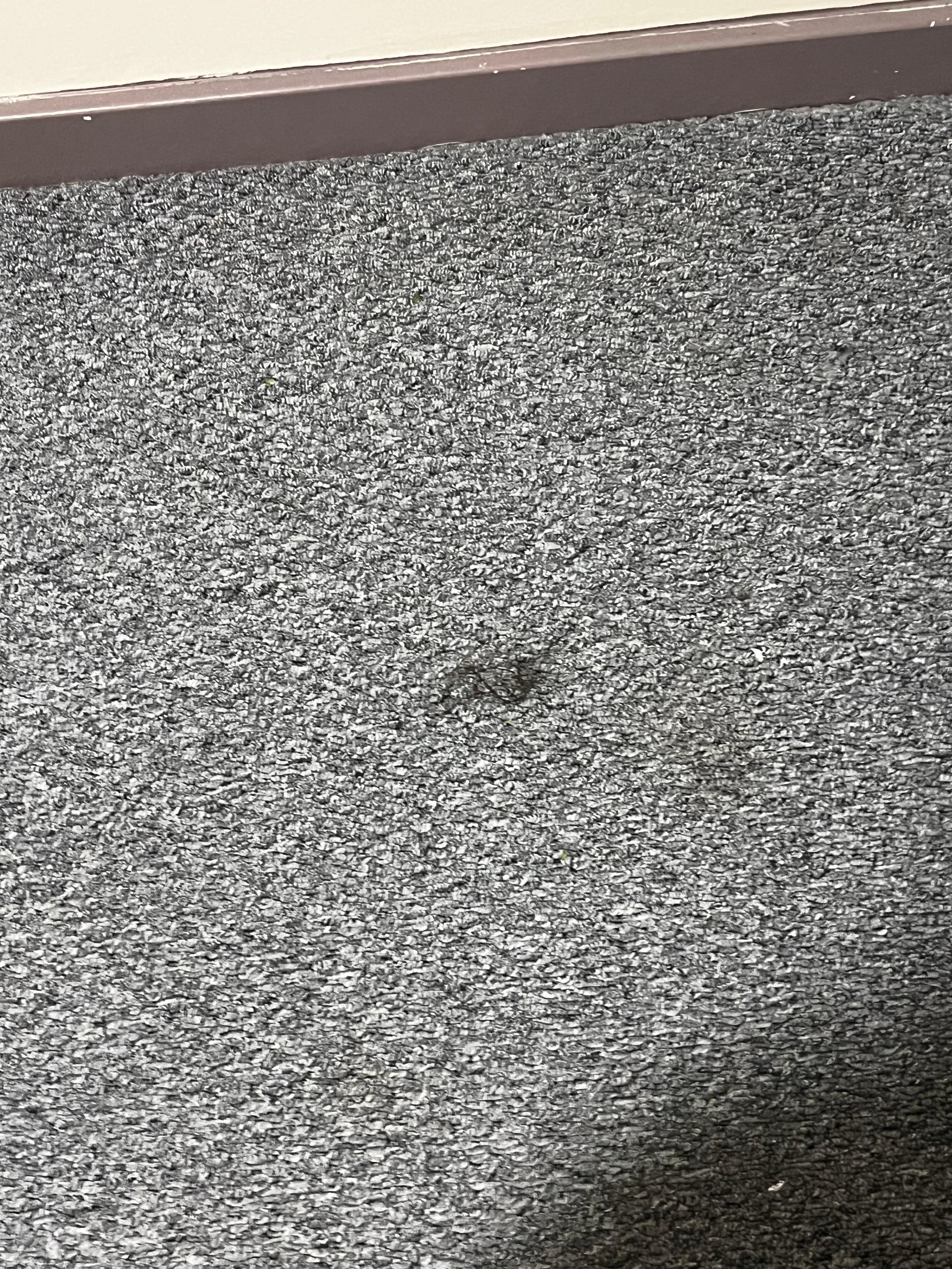Dirty / marked carpets 
