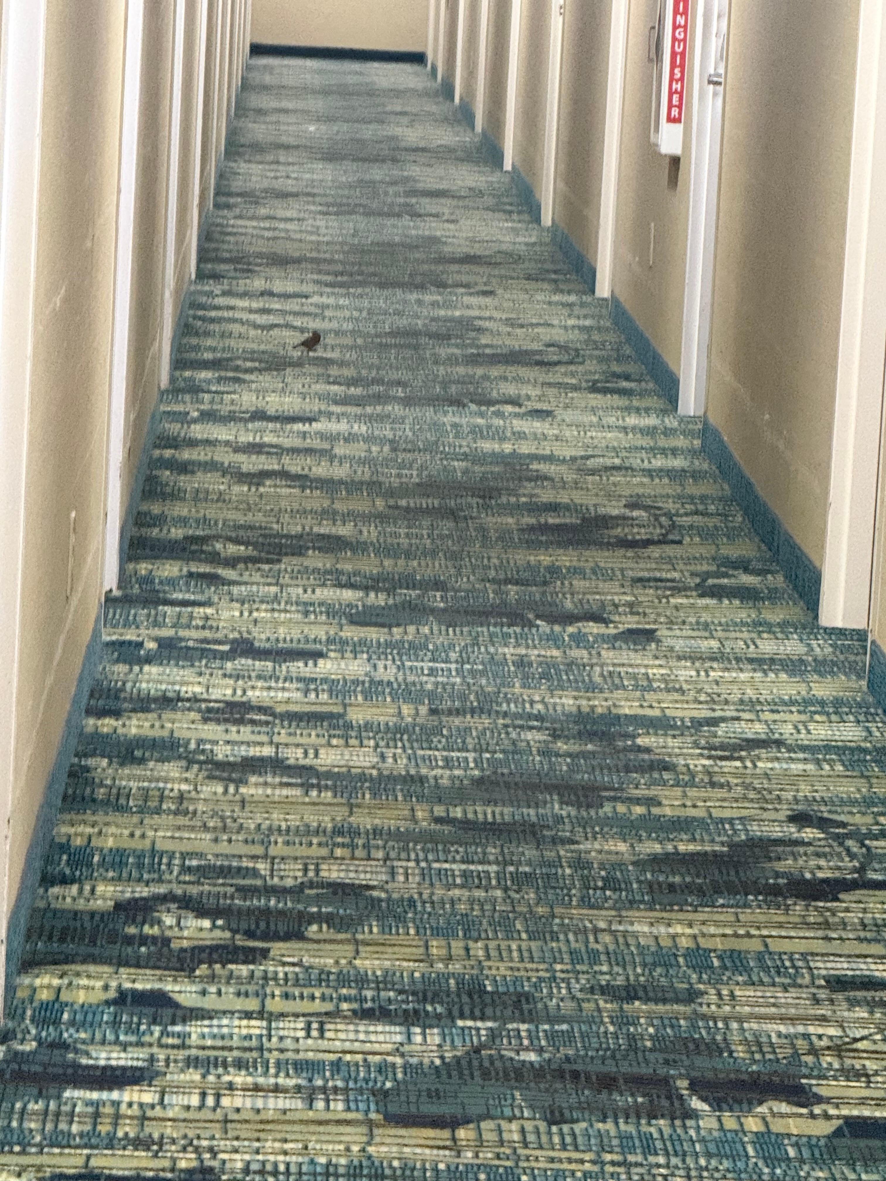 The bird that was flying around on the 2nd floor