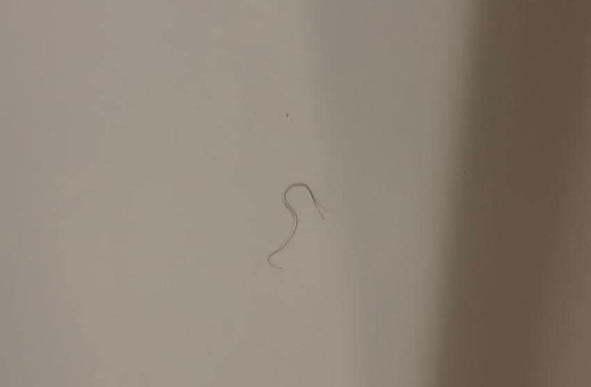 Hair in shower