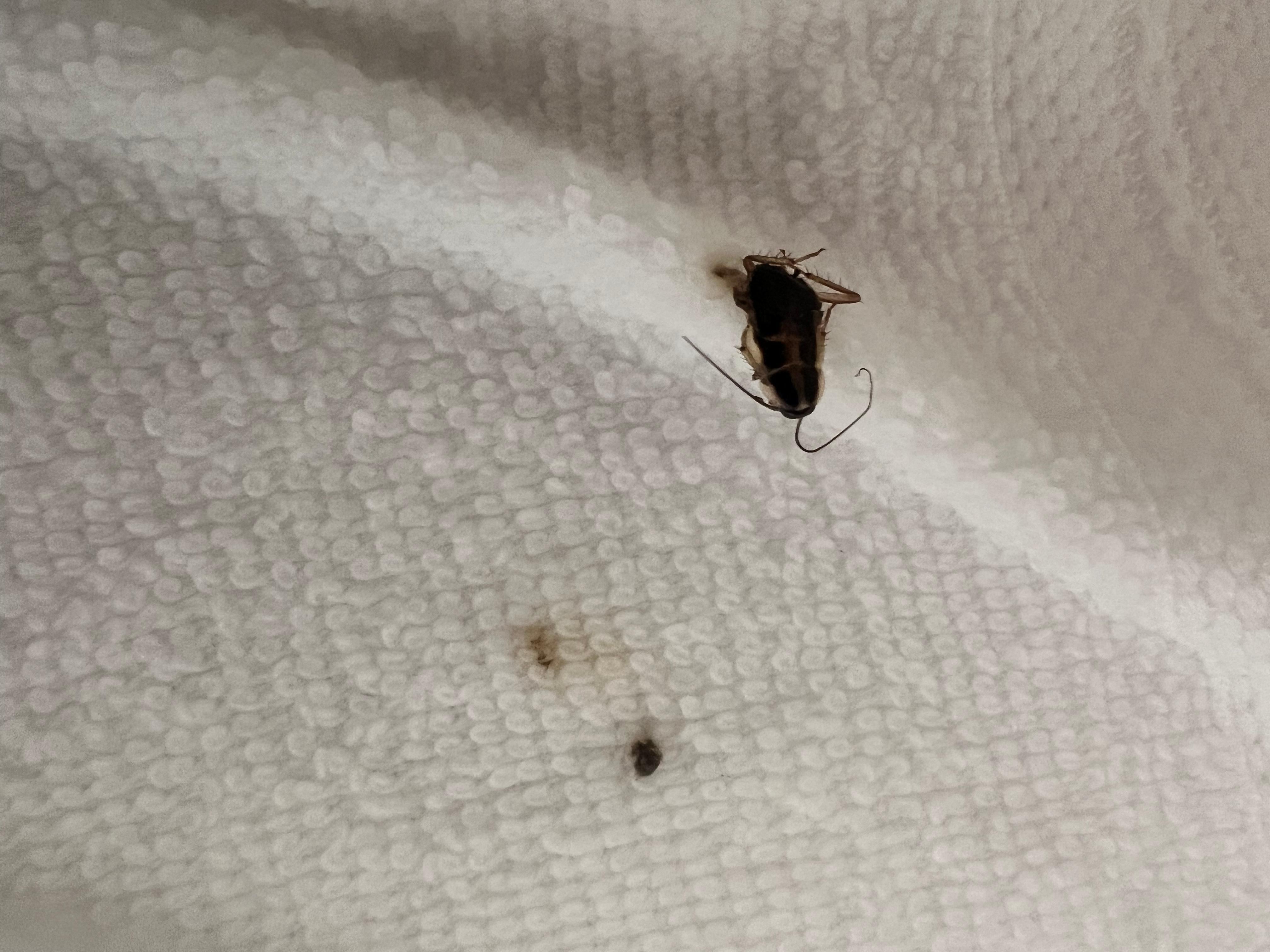 Place had cockroaches😡