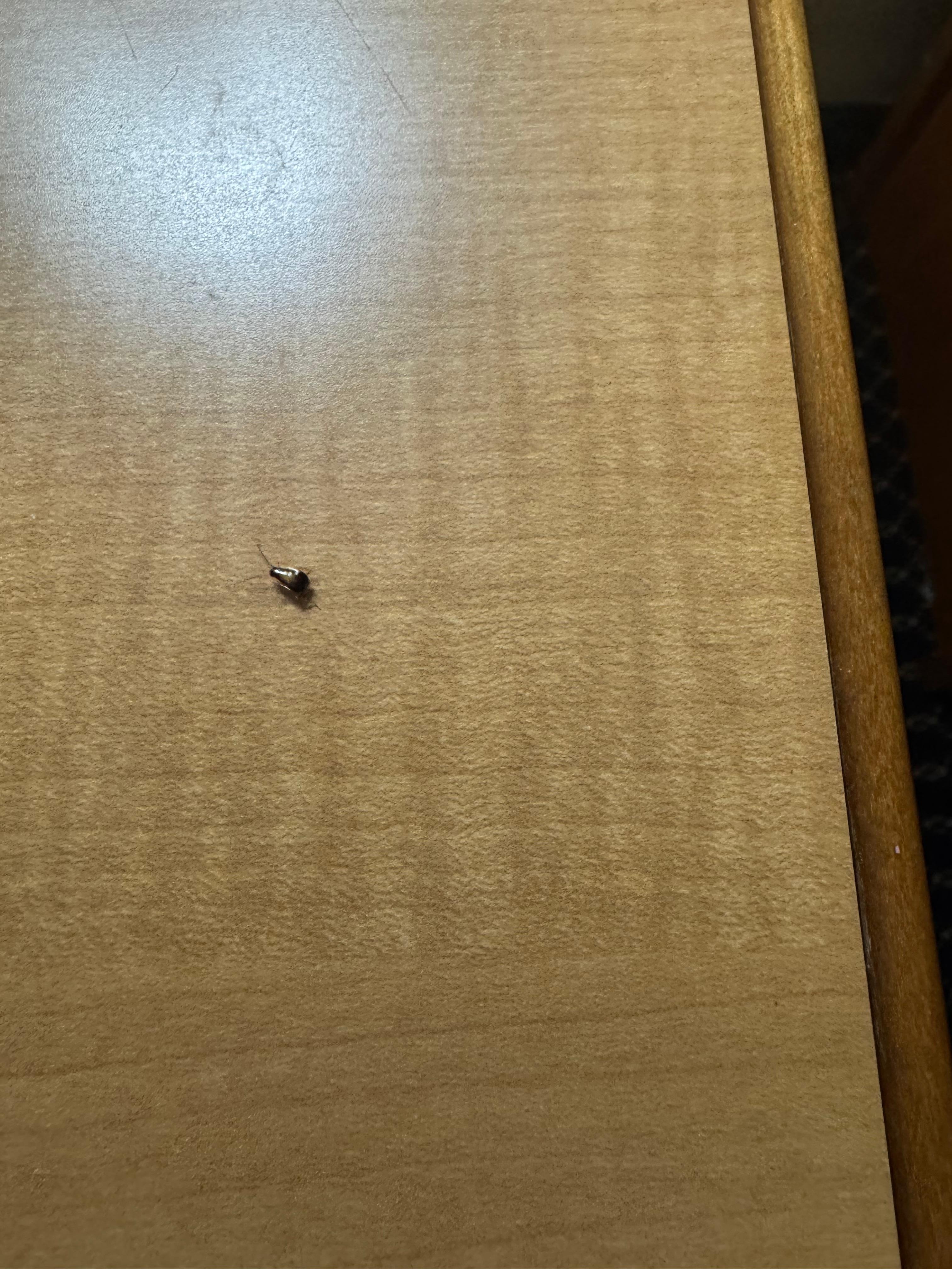 Just one of many roaches 