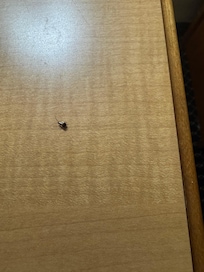 Just one of many roaches