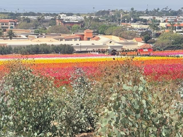 Flower Farm across the street from the hotel.