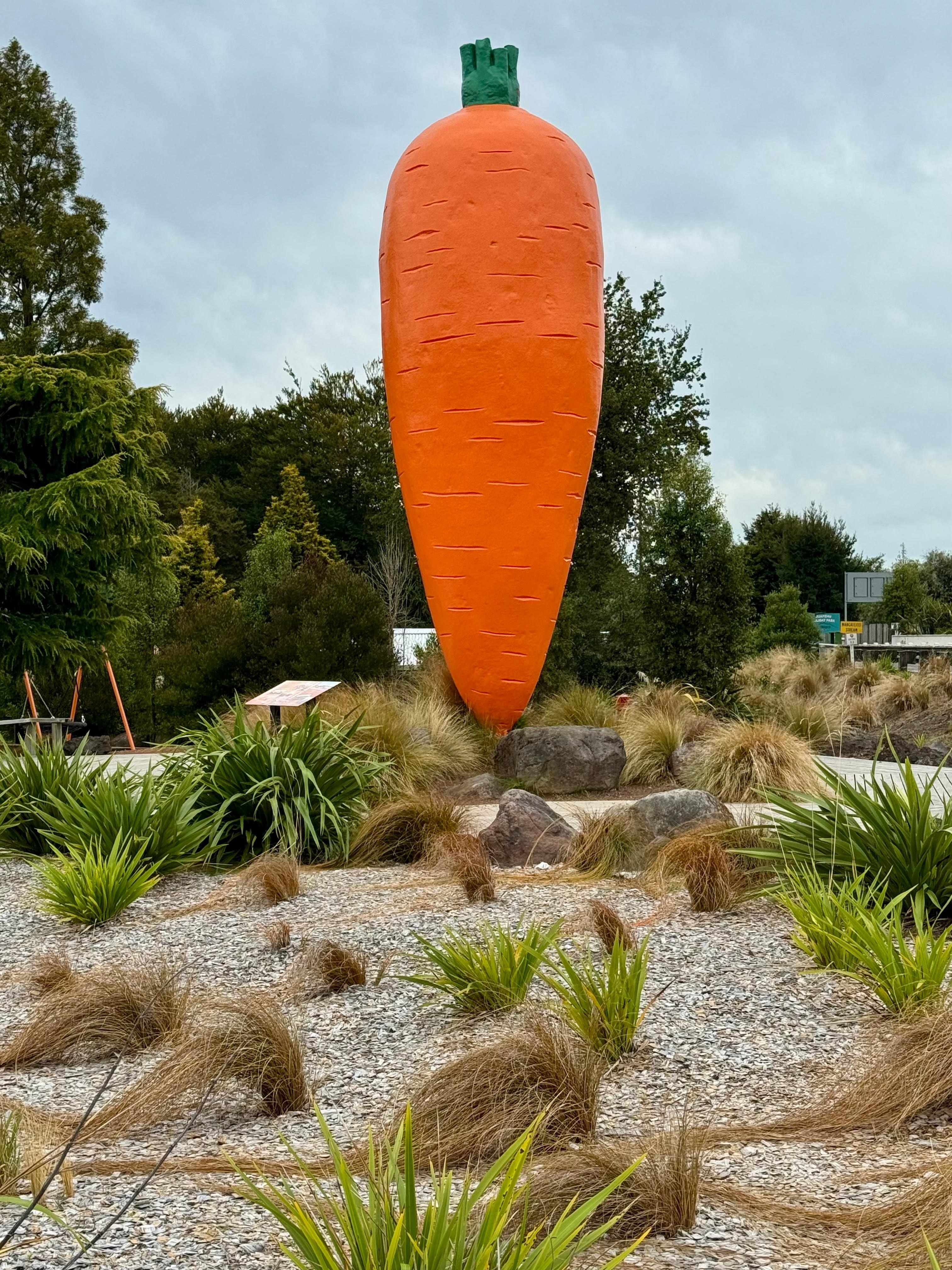 Big carrots grown here