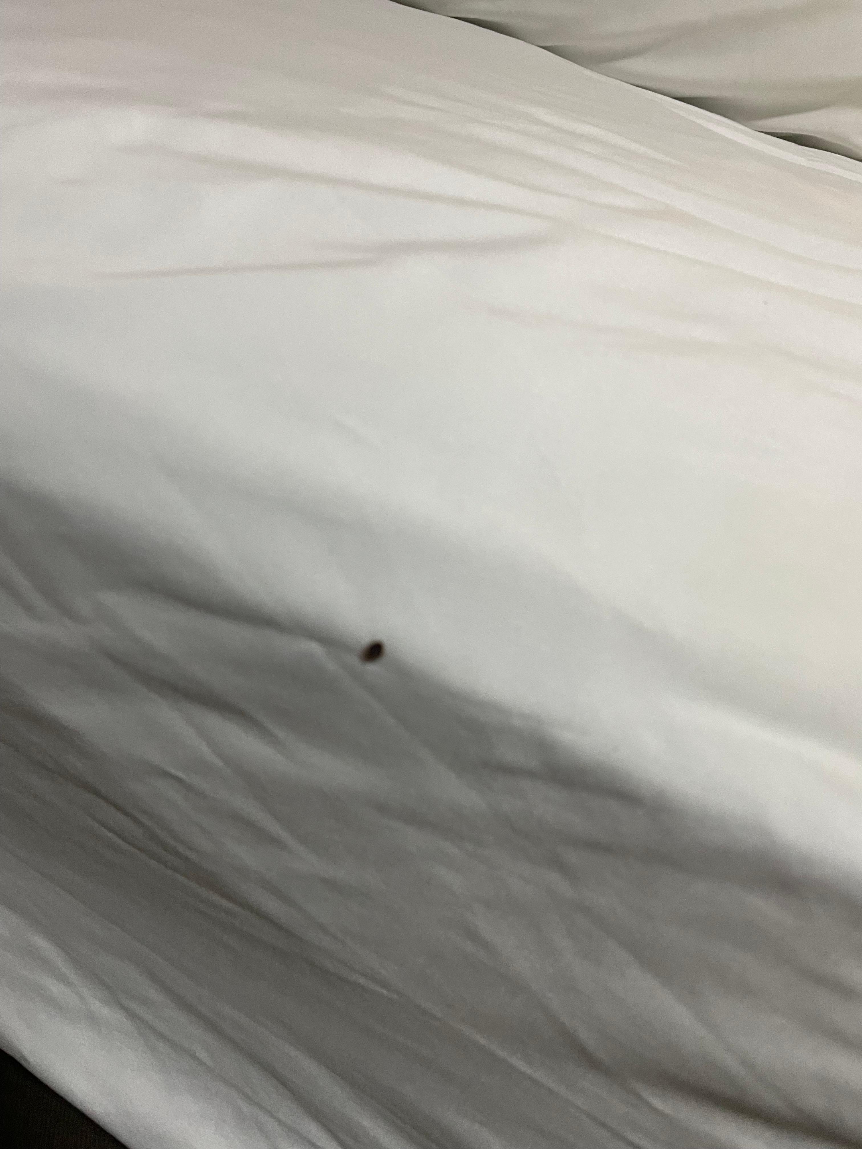  Bed Bug Silent Killer Just nasty