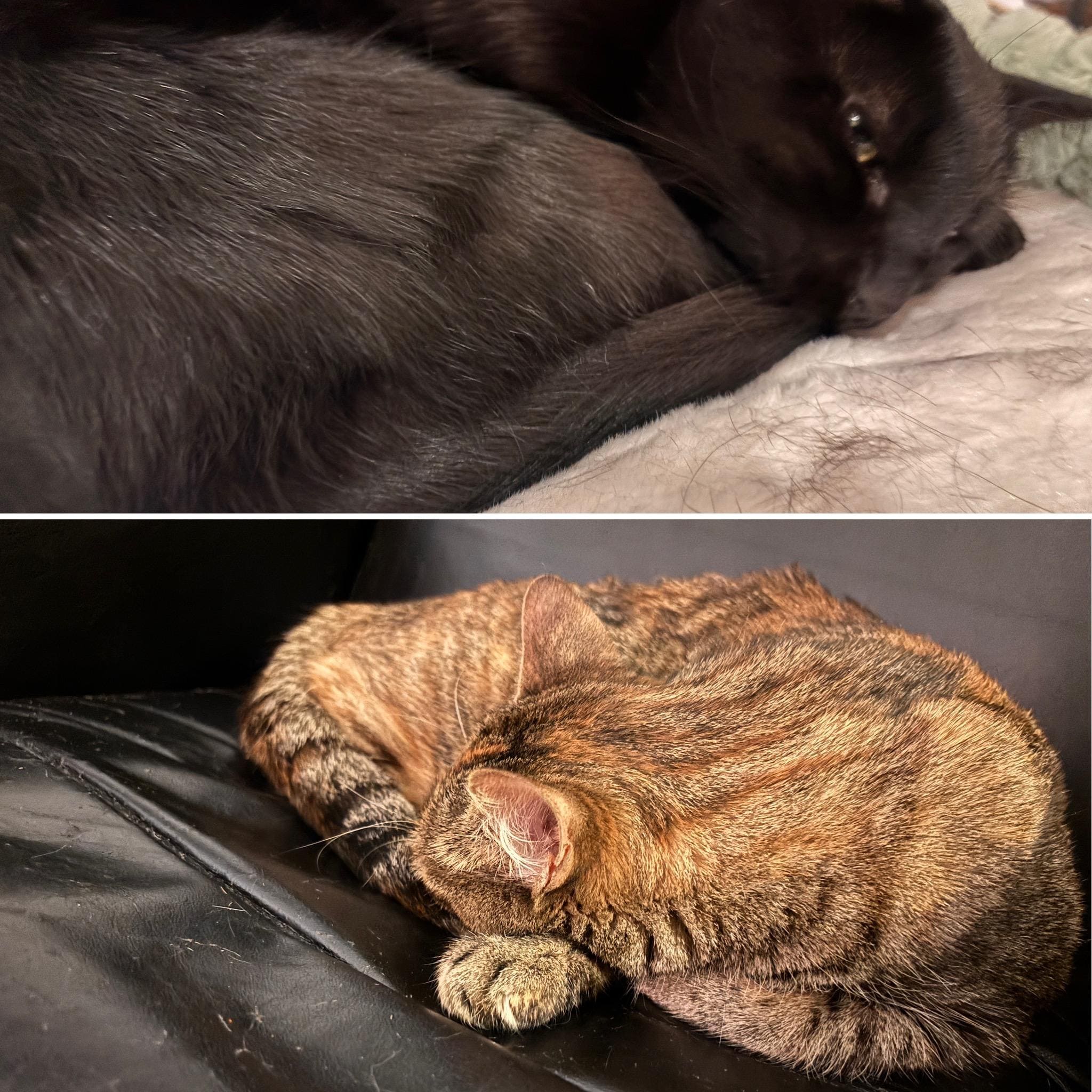 Property cats, bonus!