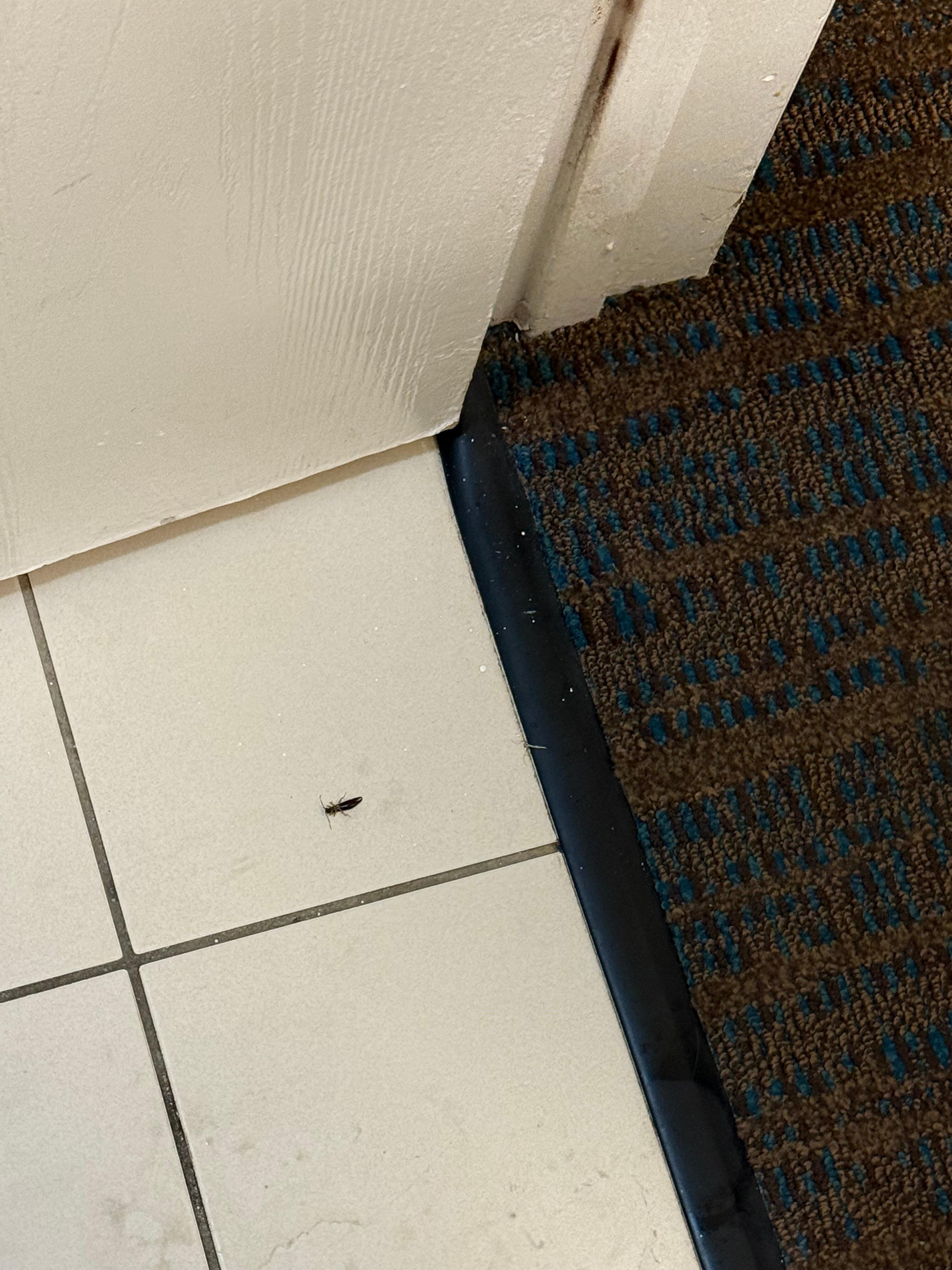 Bug