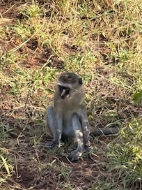 Macaco no hotel