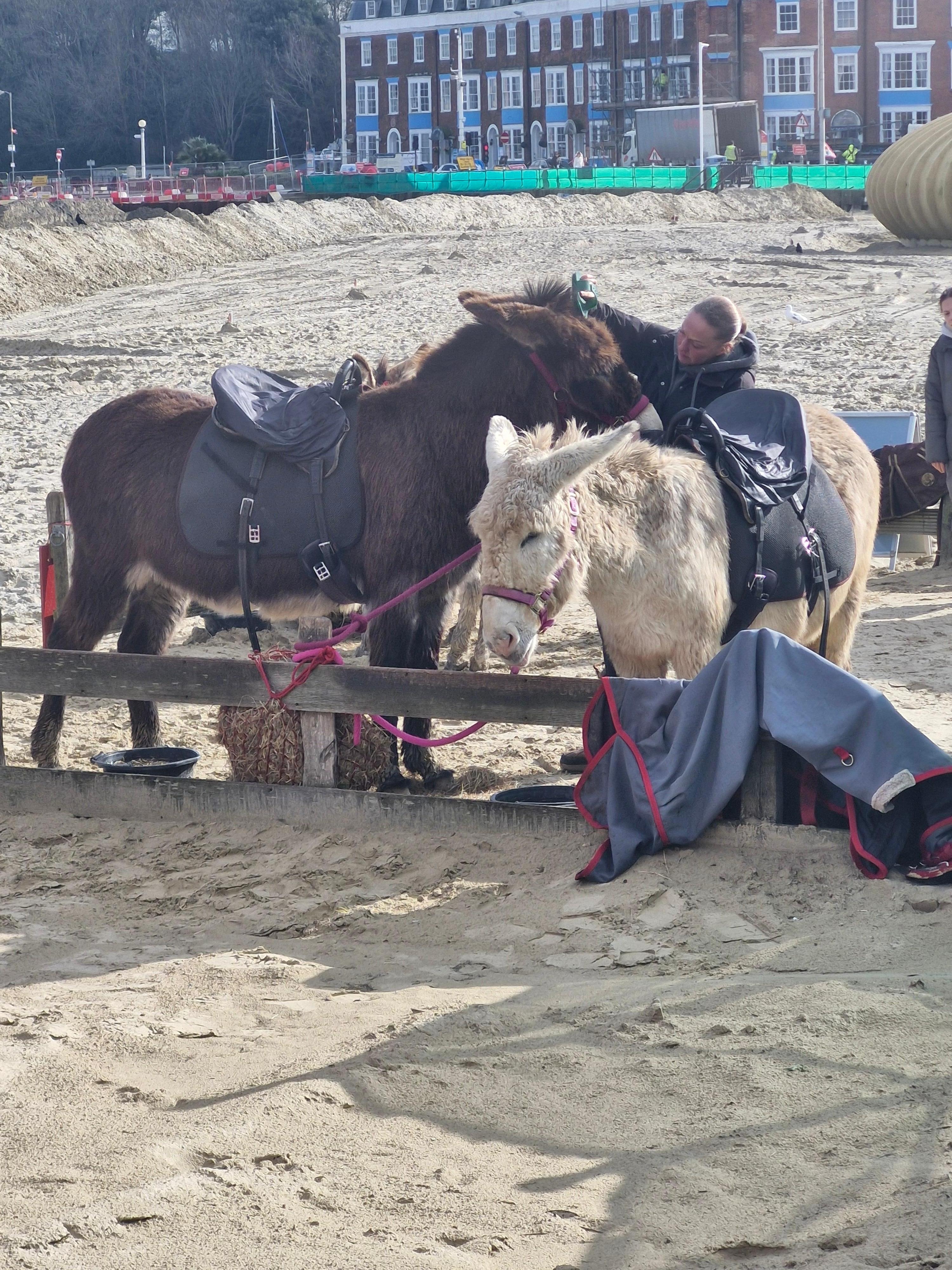 Local, friendly donkeys for children. 