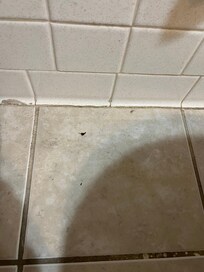 Dead bugs throughout, especially in bathroom.