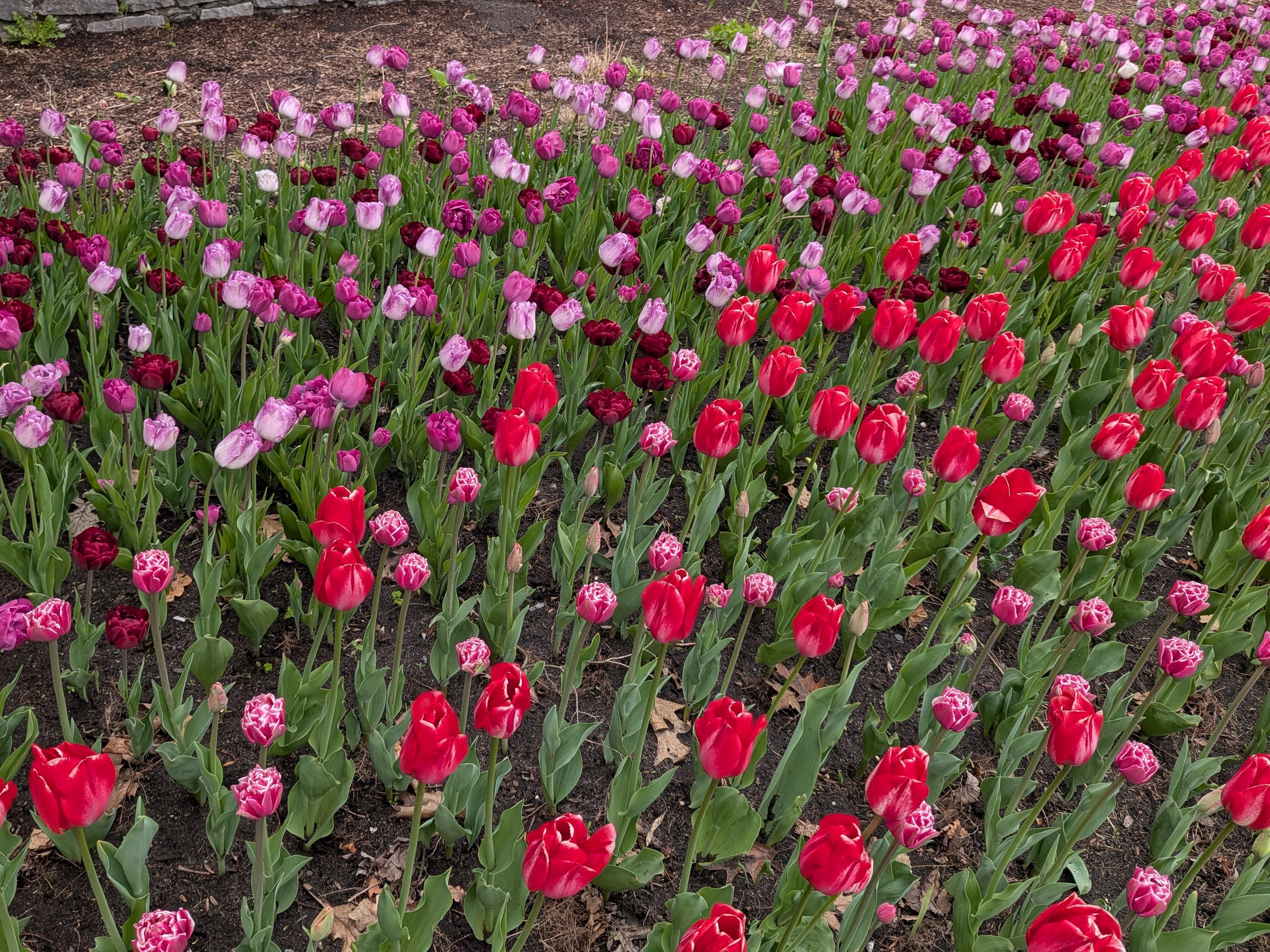 Festival des tulipes Ottawa