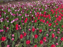 Festival des tulipes Ottawa