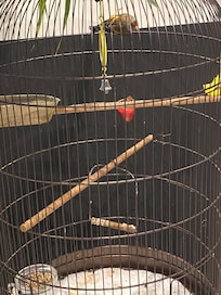 Bird in lobby. So cute