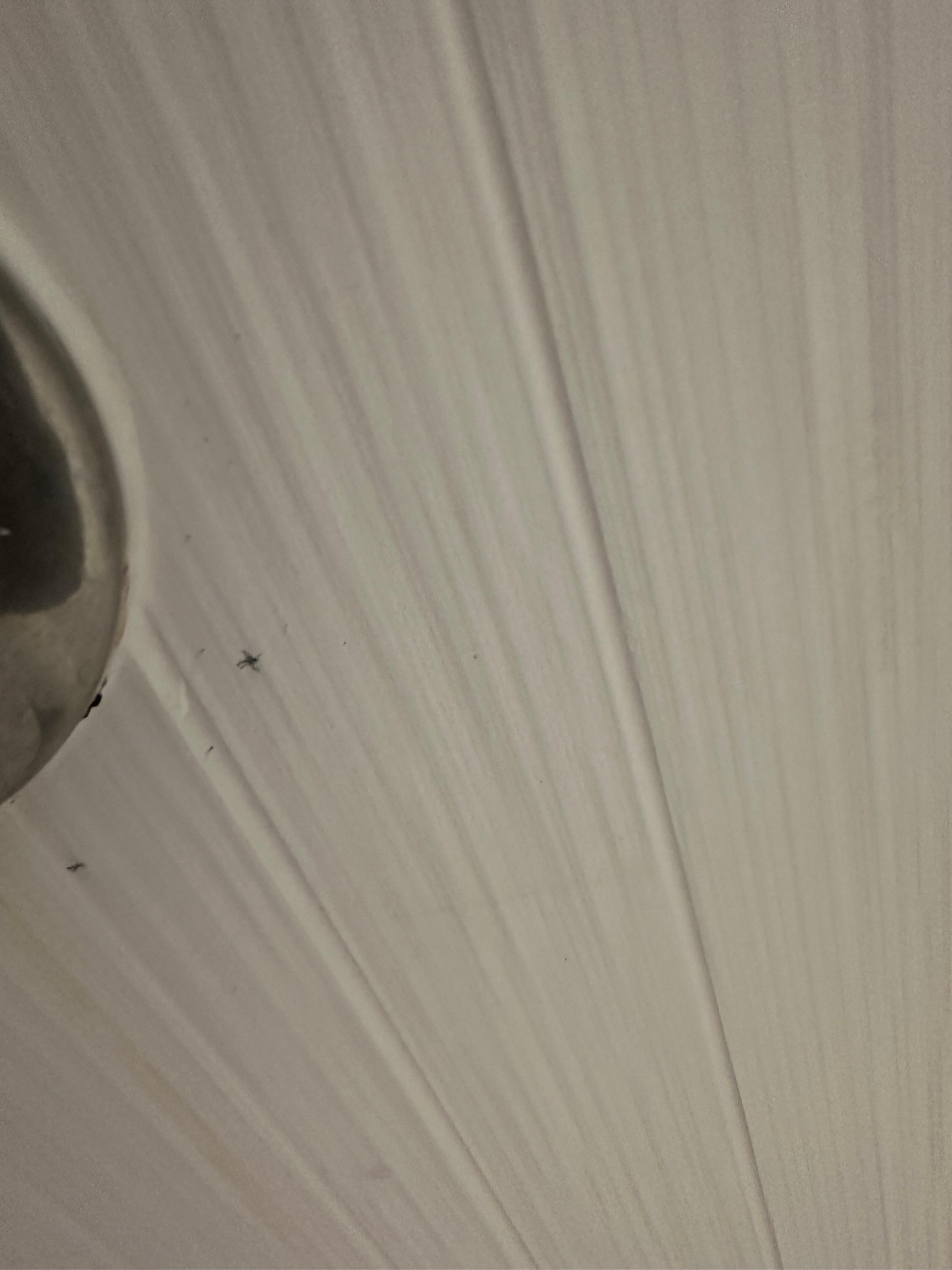 Bugs in the bathroom 