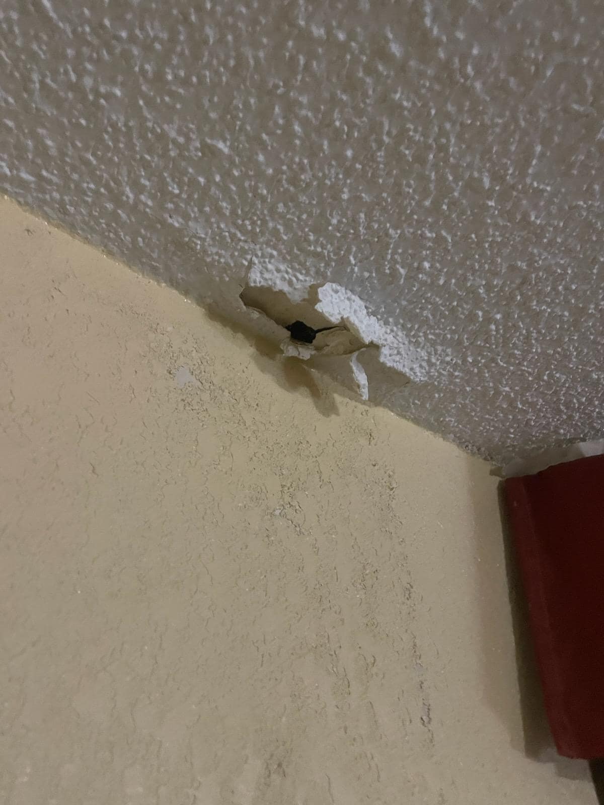 Multiple bugs seen crawling in and out of this hole in ceiling.