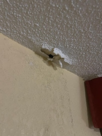 Multiple bugs seen crawling in and out of this hole in ceiling.
