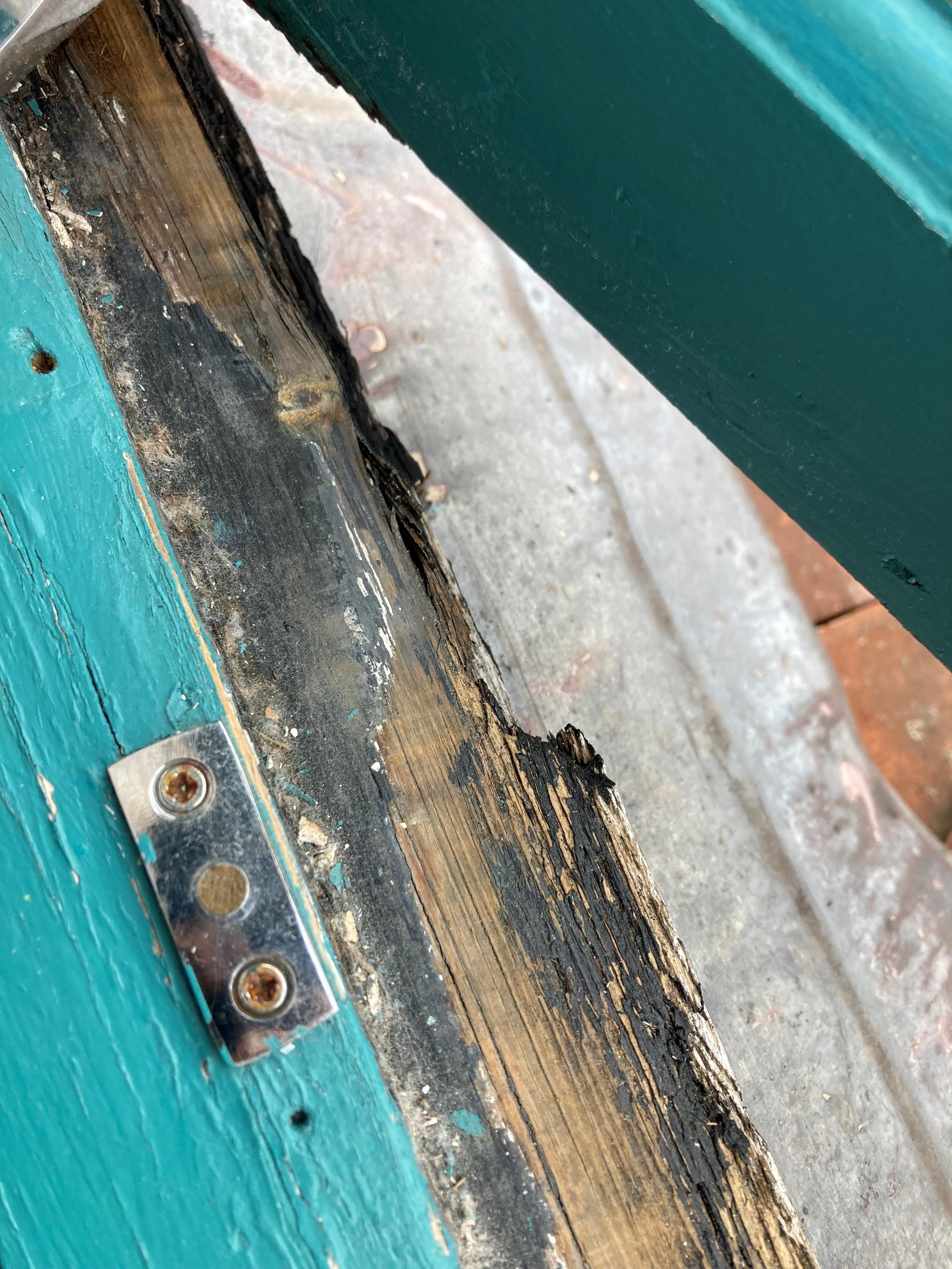 you can see how rotten these are..