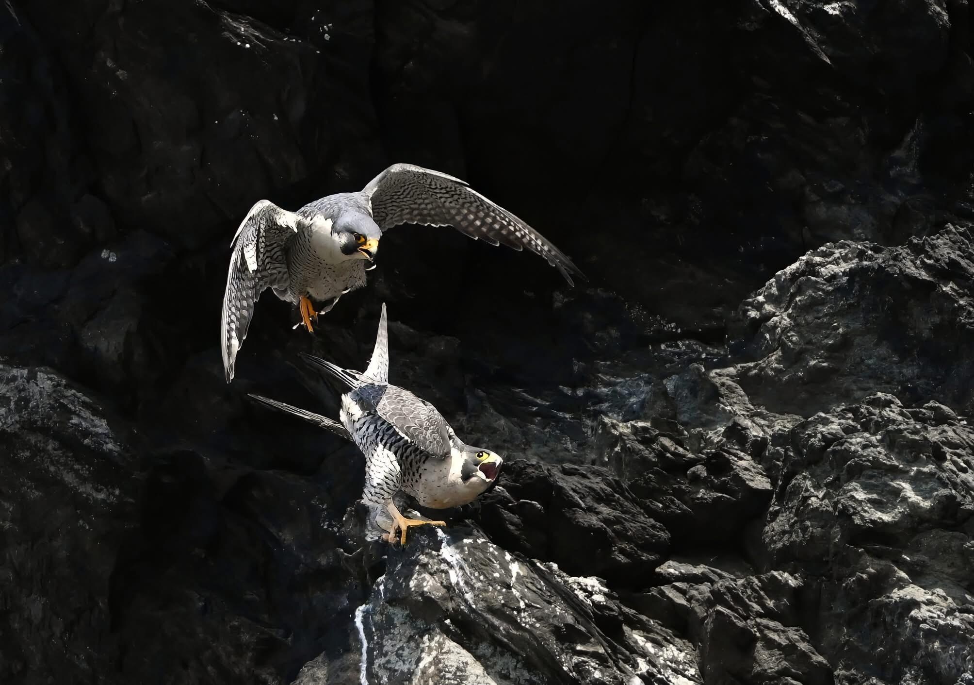 Perrigrines mating
