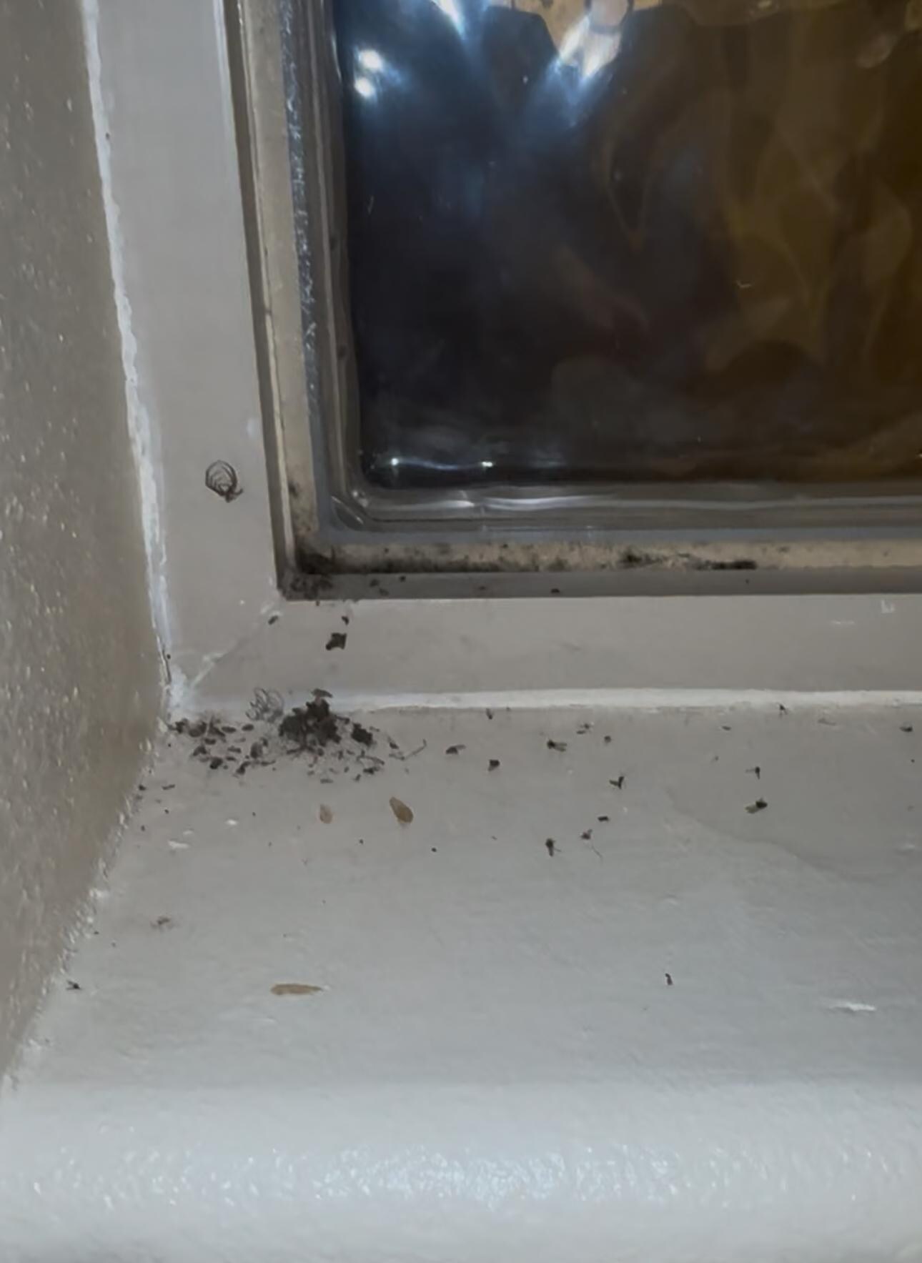 Bathroom window sill.