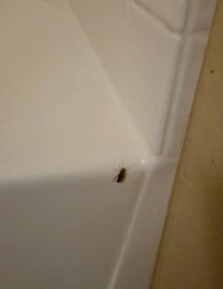Roach in the bathroom