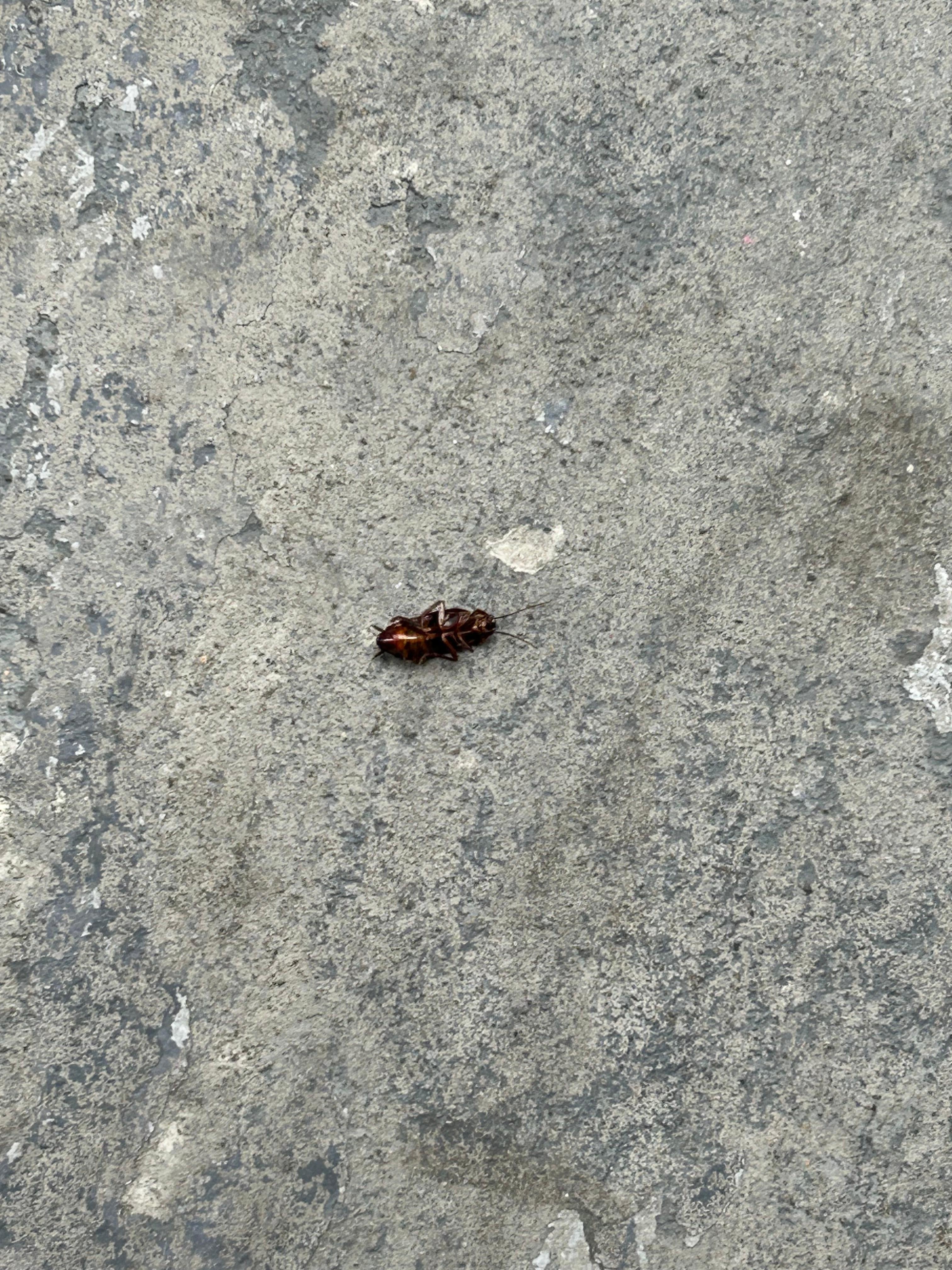 This is the cockroach we found in our room 