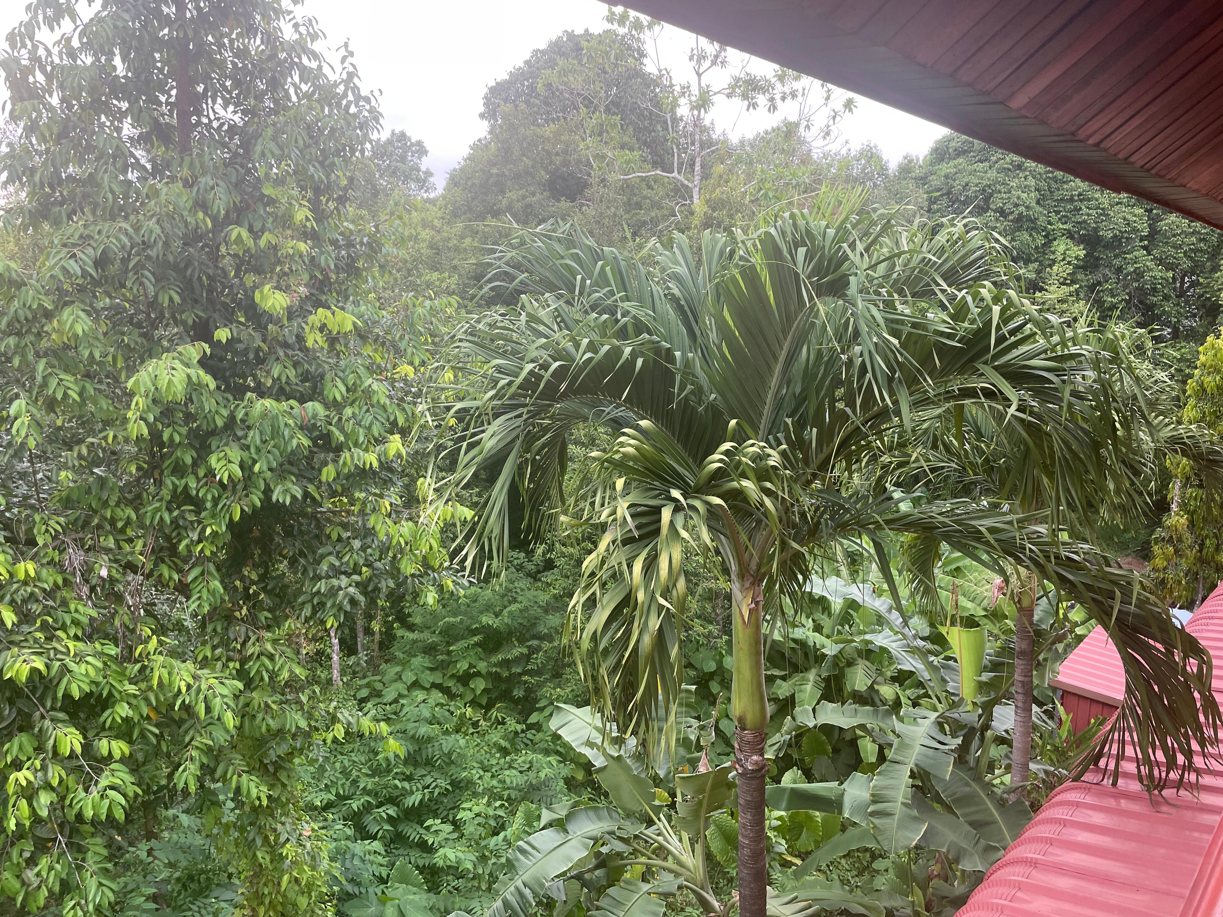 The view at the back of our room 