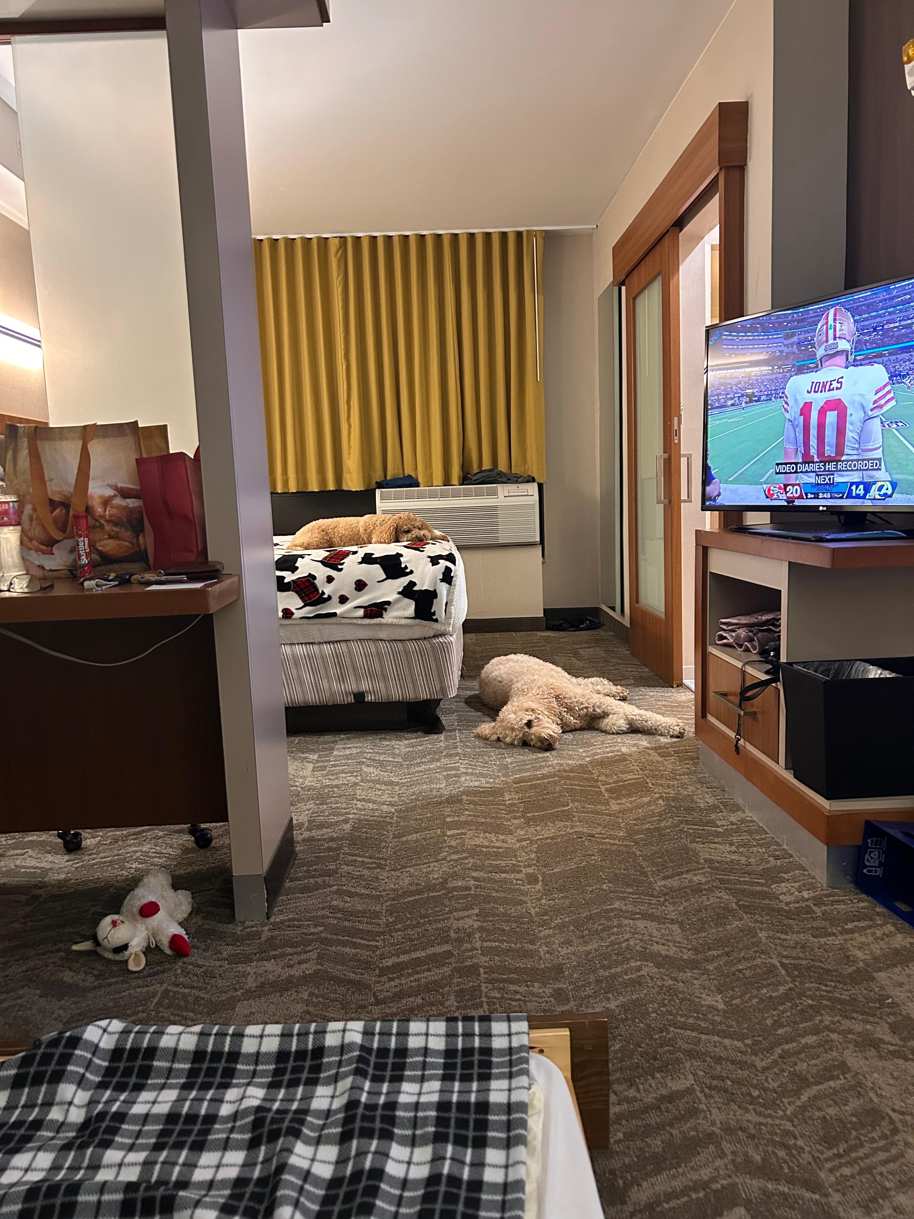 Pooped out pups from our travels. 