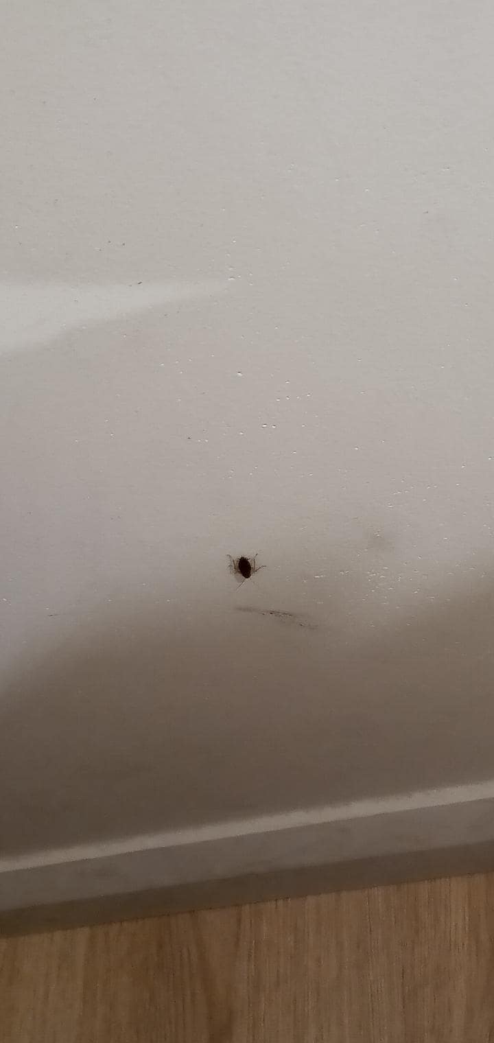 COCKROACH - 1