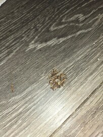 Once AGAIN something smashed on the BATHROOM FLOOR!! Why wasn't our room cleaned???