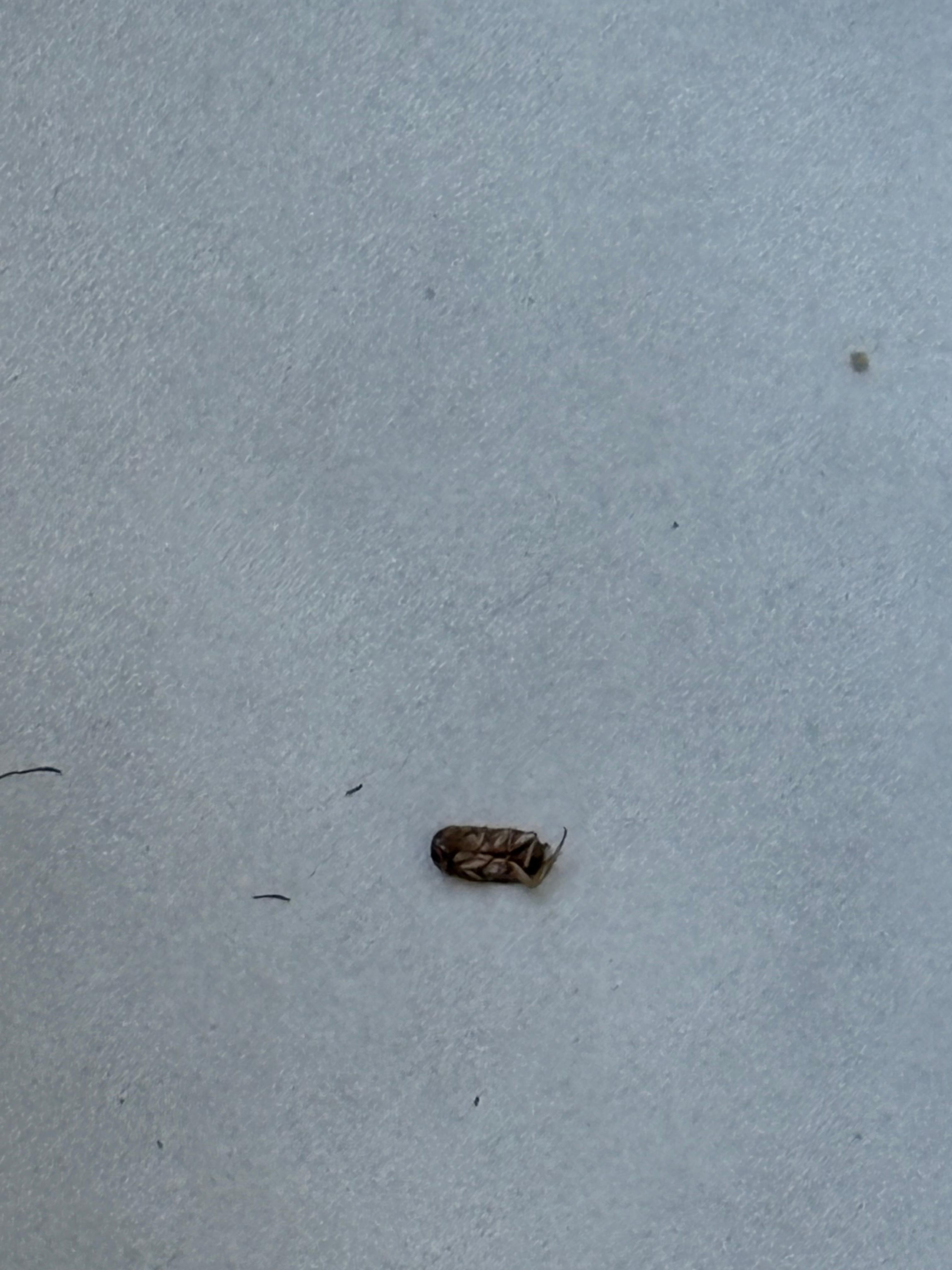 Dead roaches on the floor 