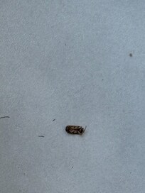 Dead roaches on the floor