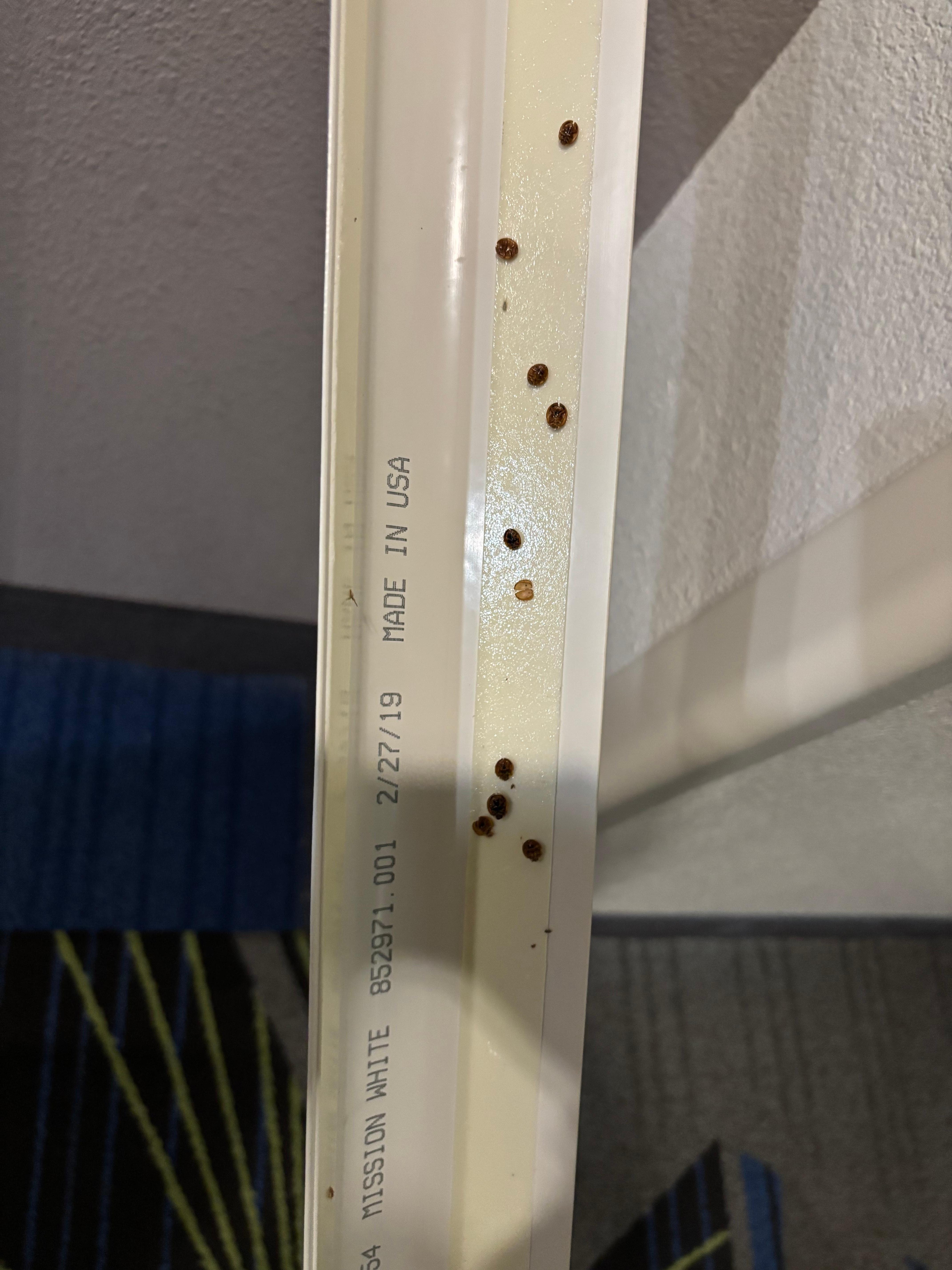 The inside of the trim, and the bugs that live there.