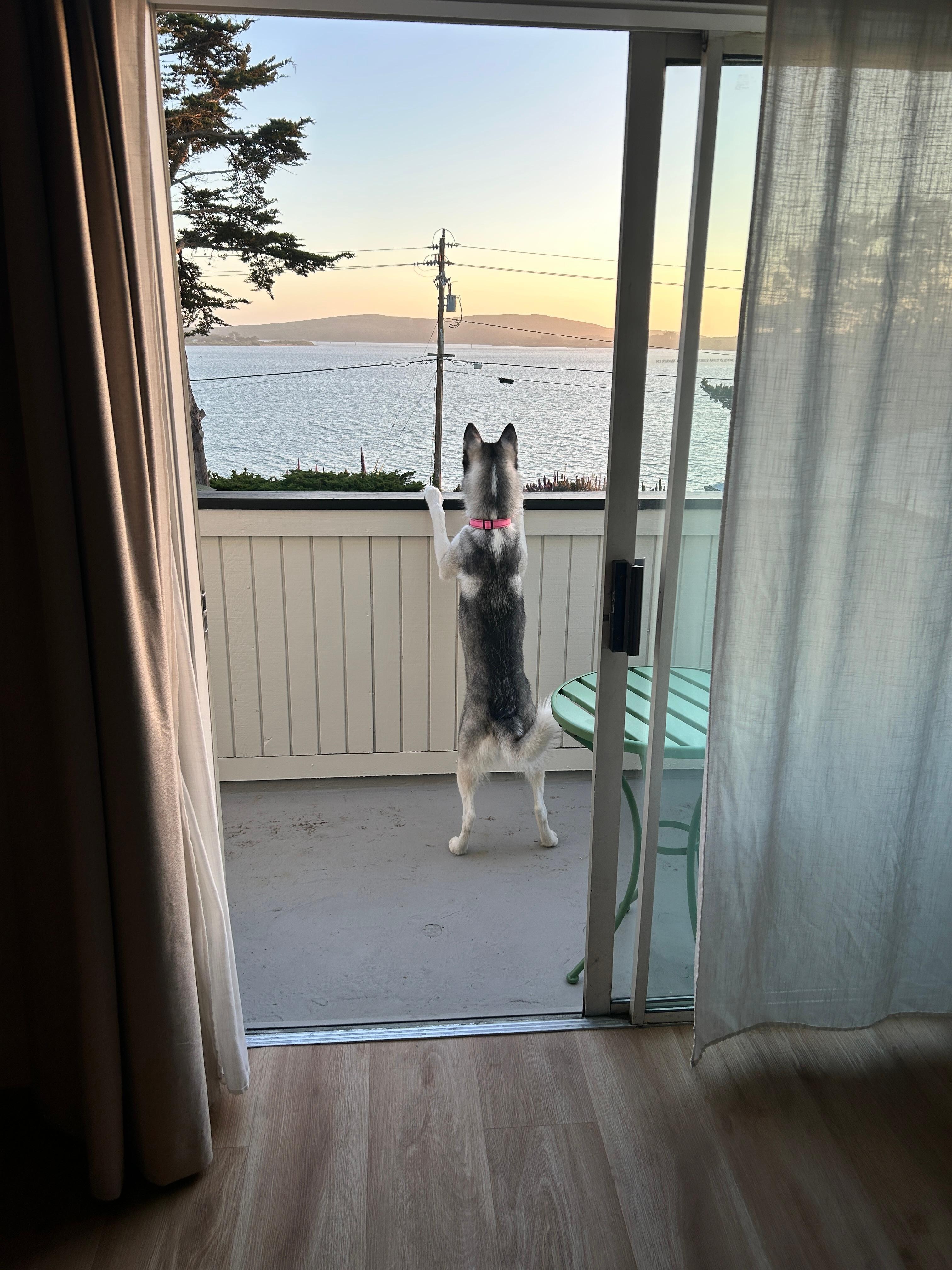 My service girl, Missy taking in our view of the ocean. ♥️