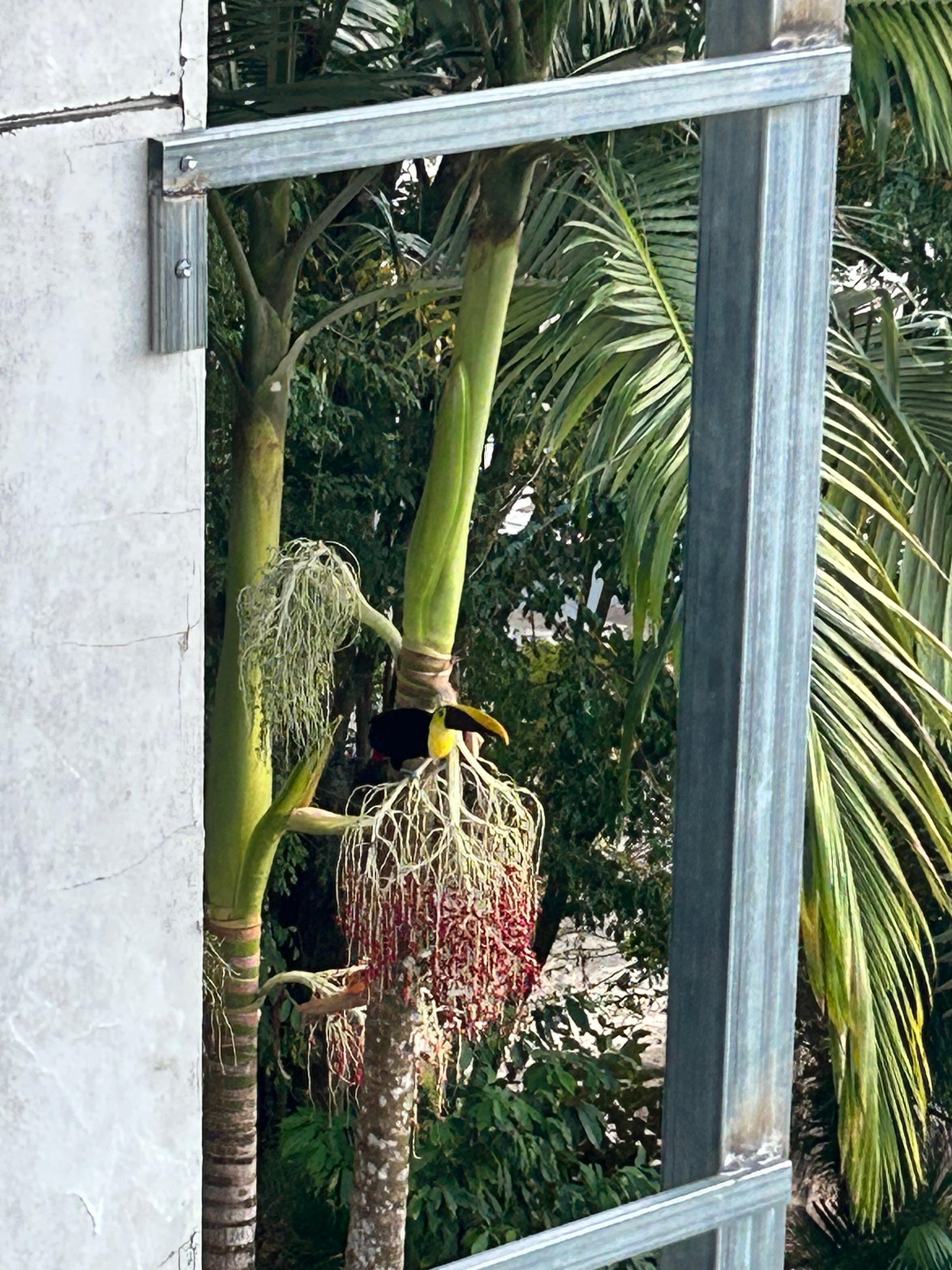 Toucan feeding from a tree visible from our balcony