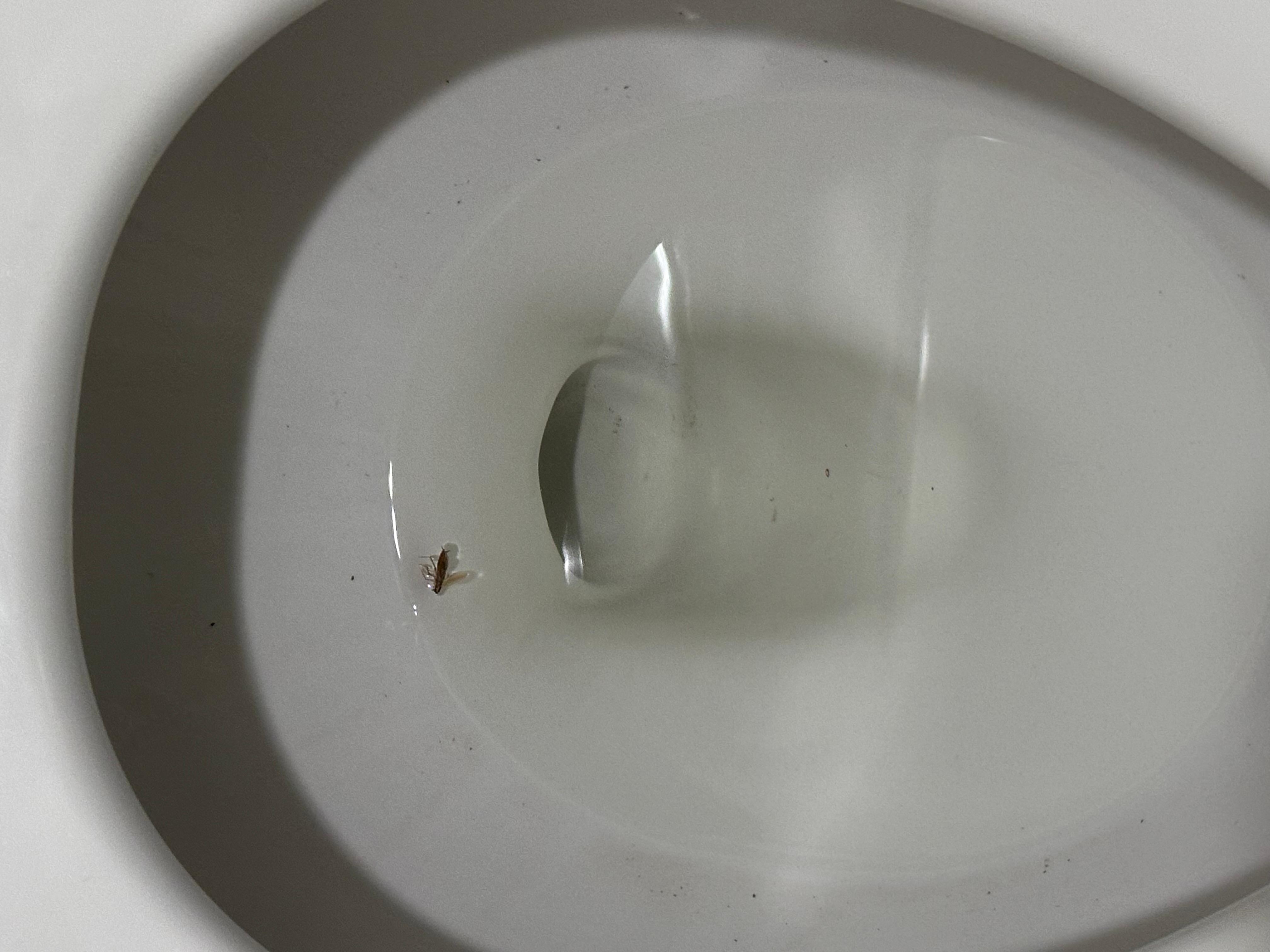 Roach floating in toilet. 