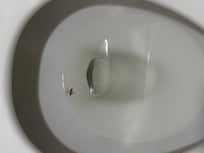 Roach floating in toilet.