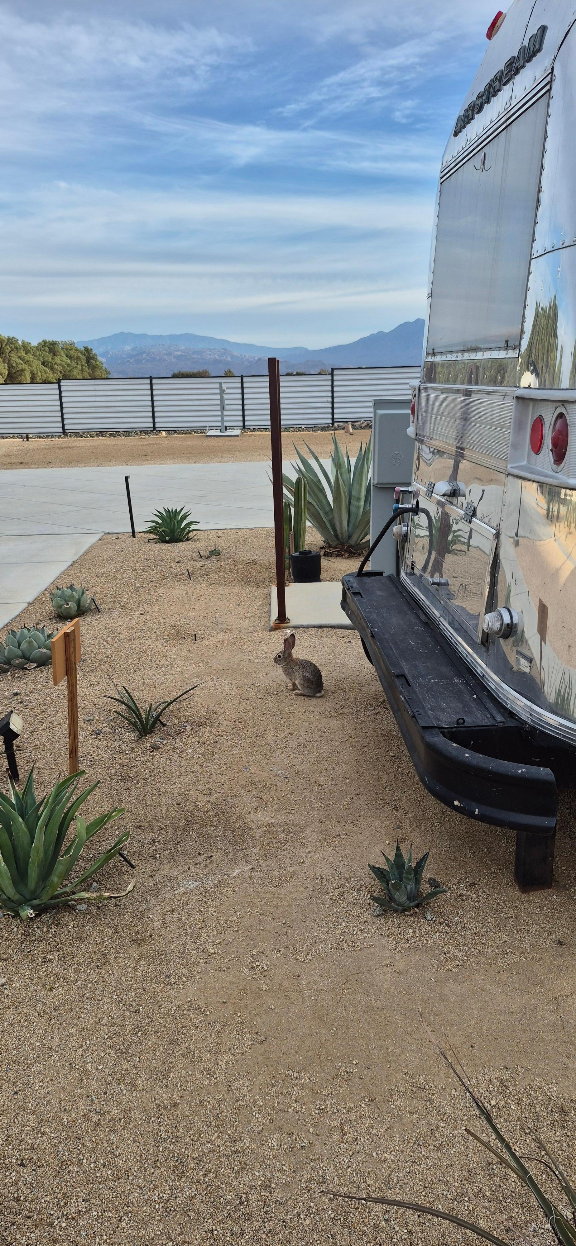 A family of bunnies was fun to watch 