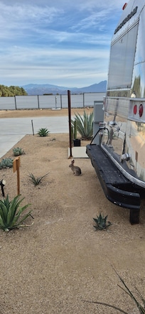 A family of bunnies was fun to watch