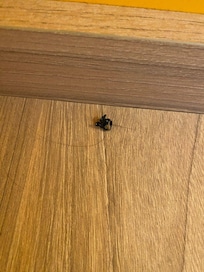 Borrachinhas com cabelos.