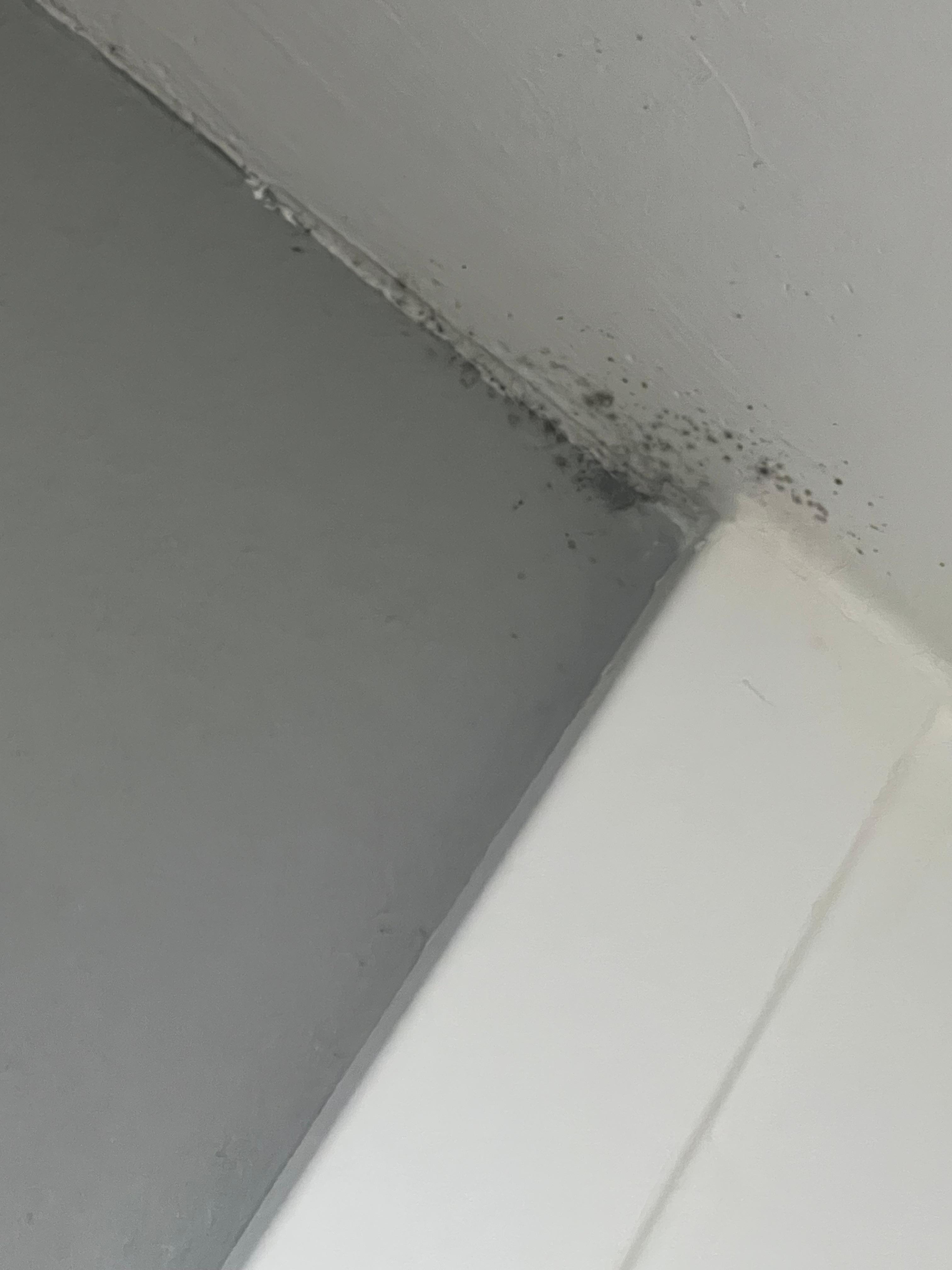 Mold
