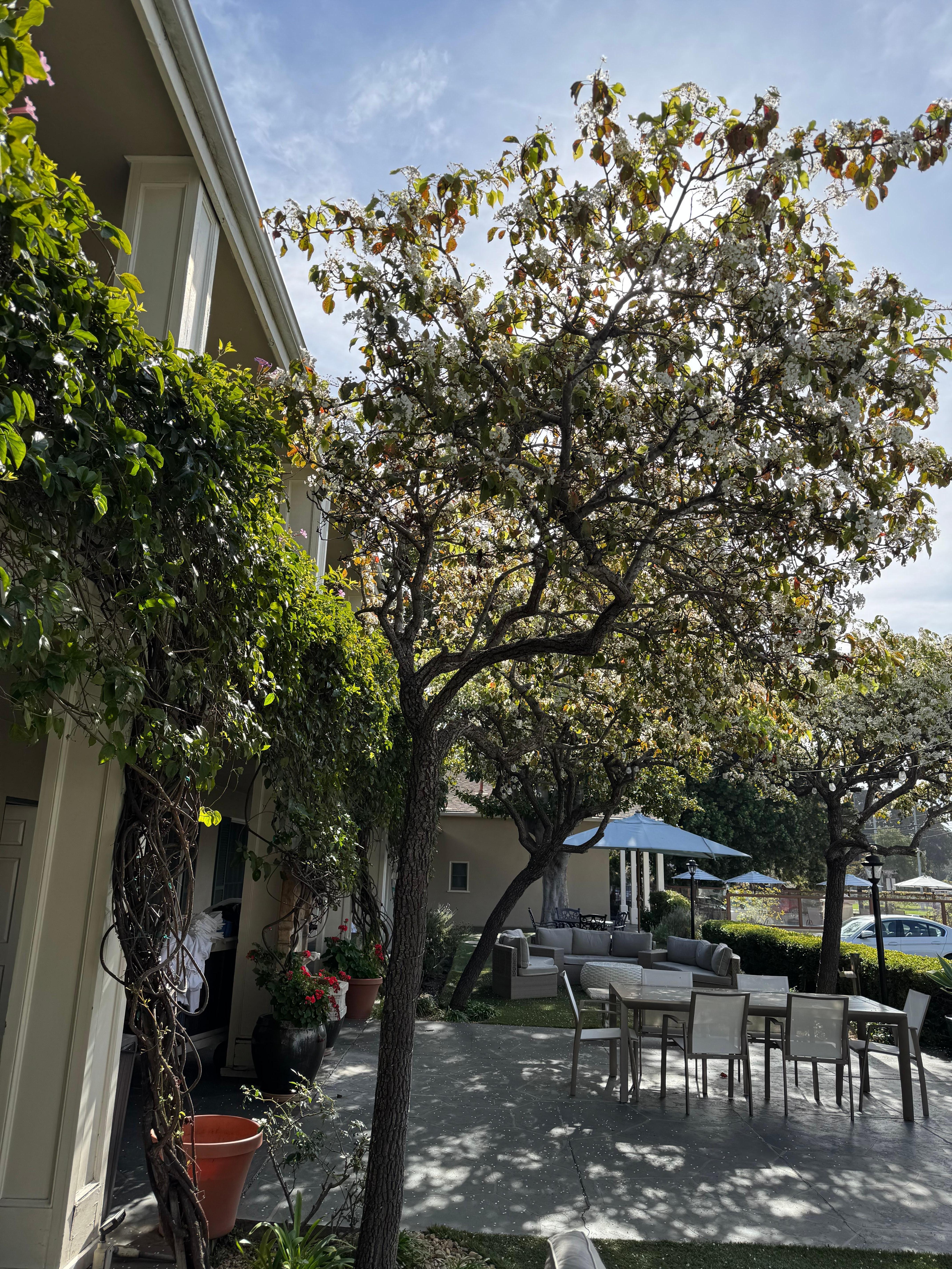 Jardim