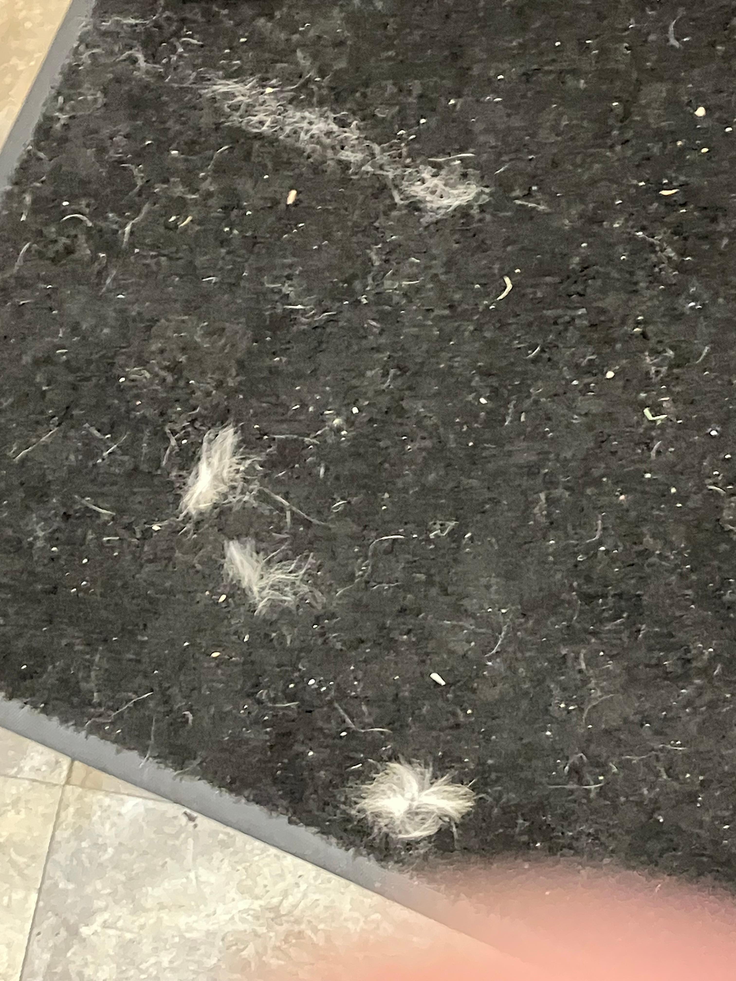 Pet hair