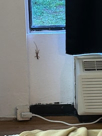 Big lizards