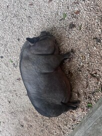 Chorizo fait parti du décor !