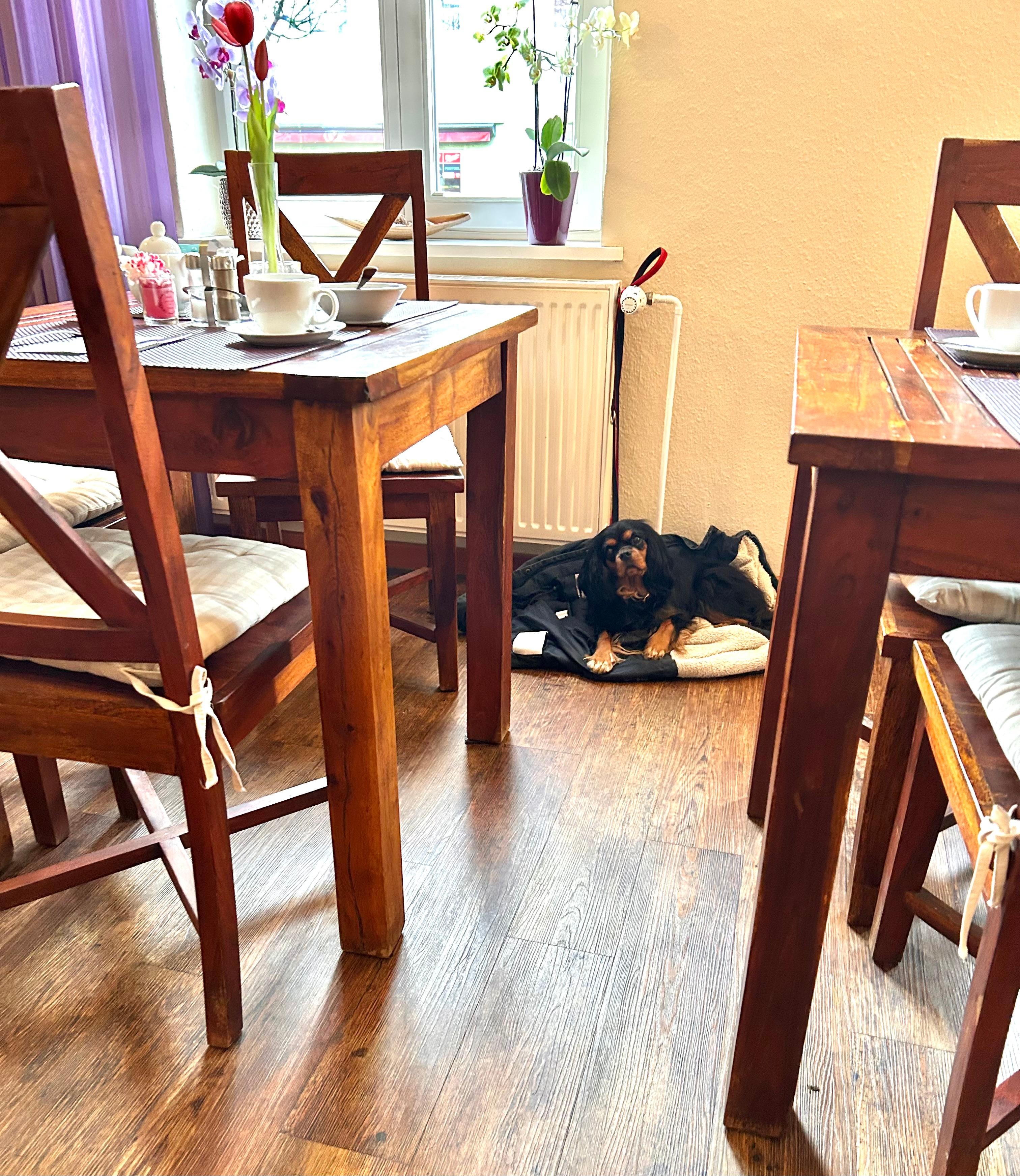 Lille hund velkommen - tilbagetrukket - fra morgenbuffeten