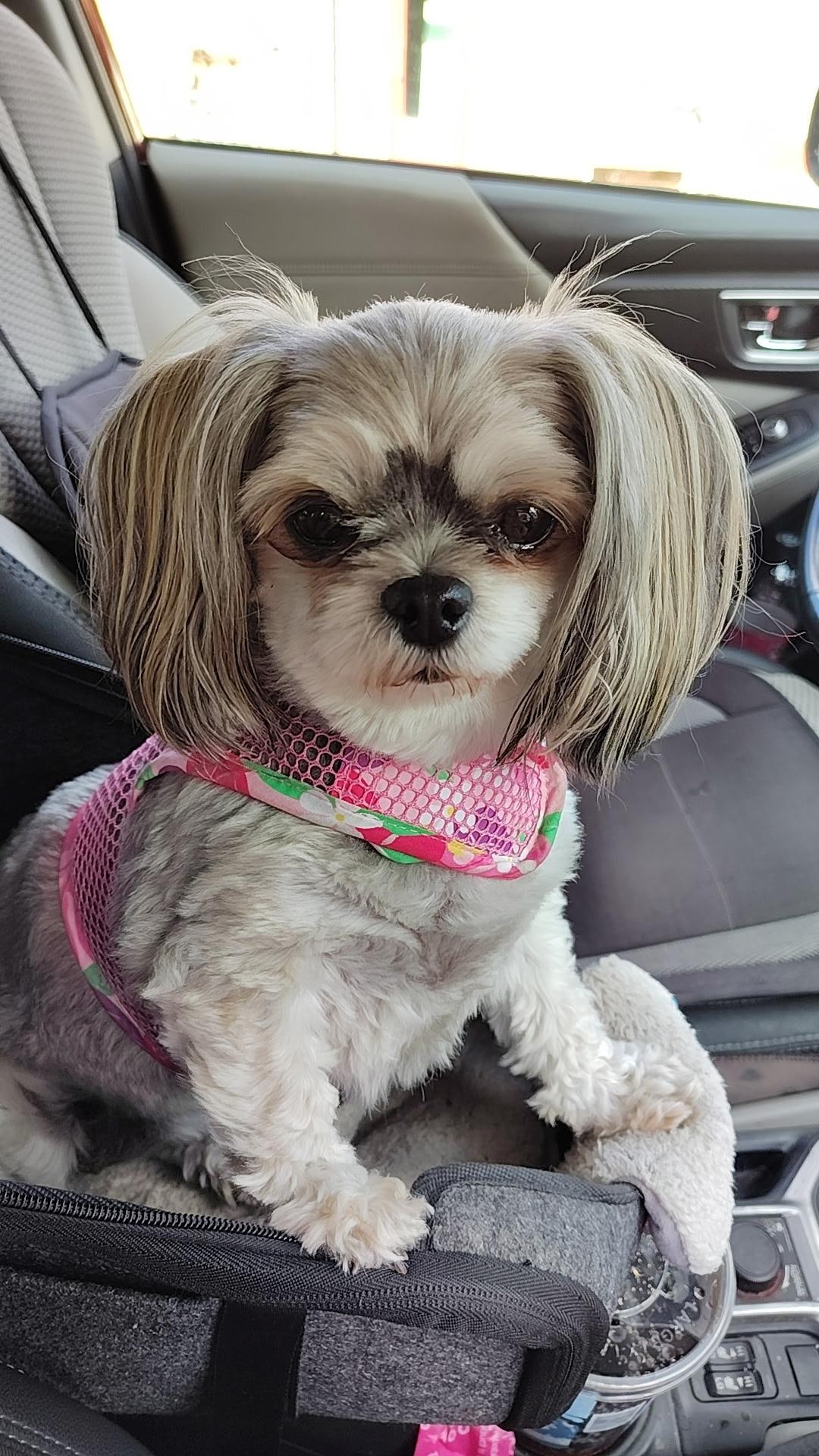 Sassy's adventure 